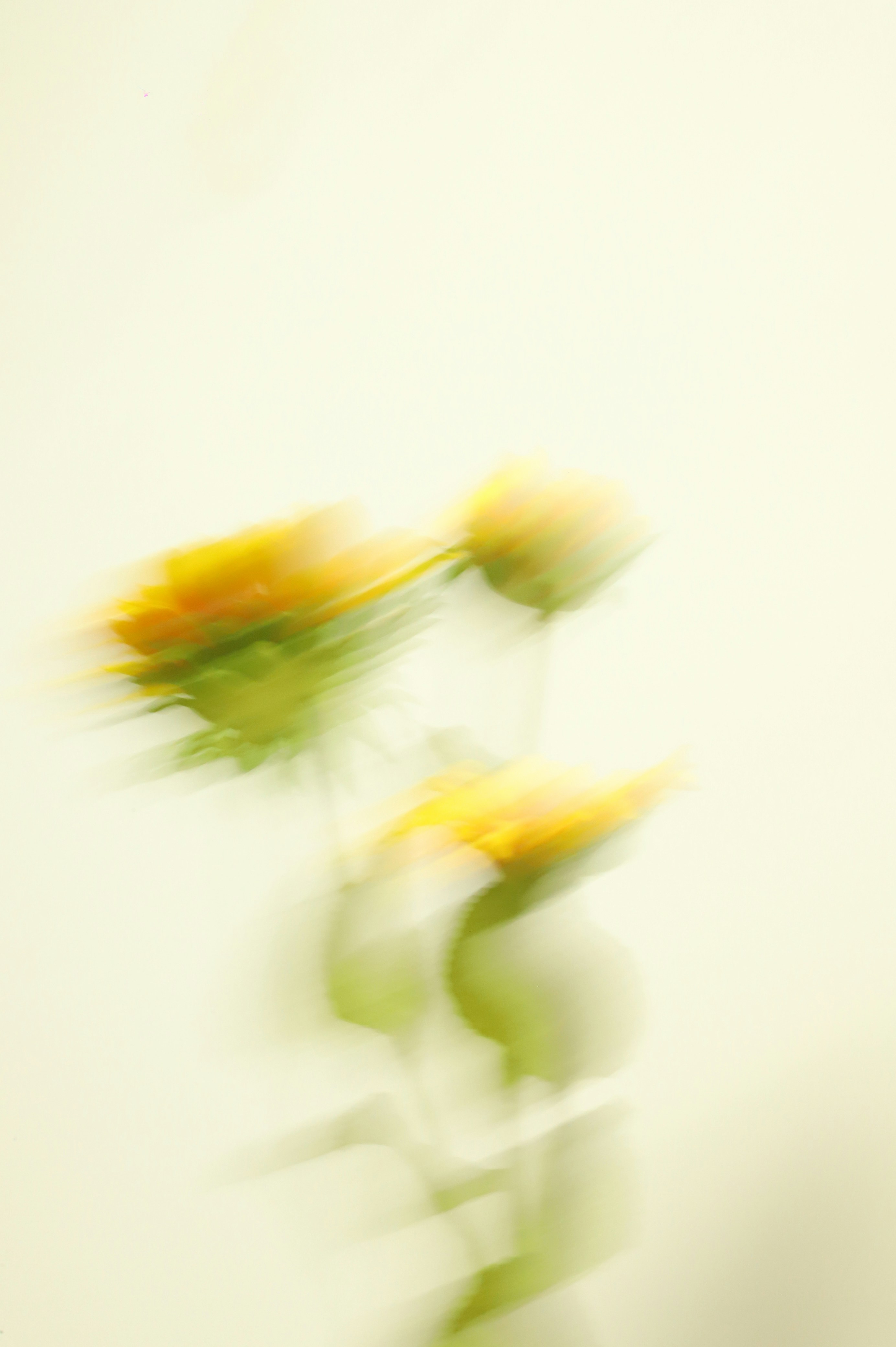 Soft Bloom in Motion: Blurred Yellow Florals Against Pale Backdrop