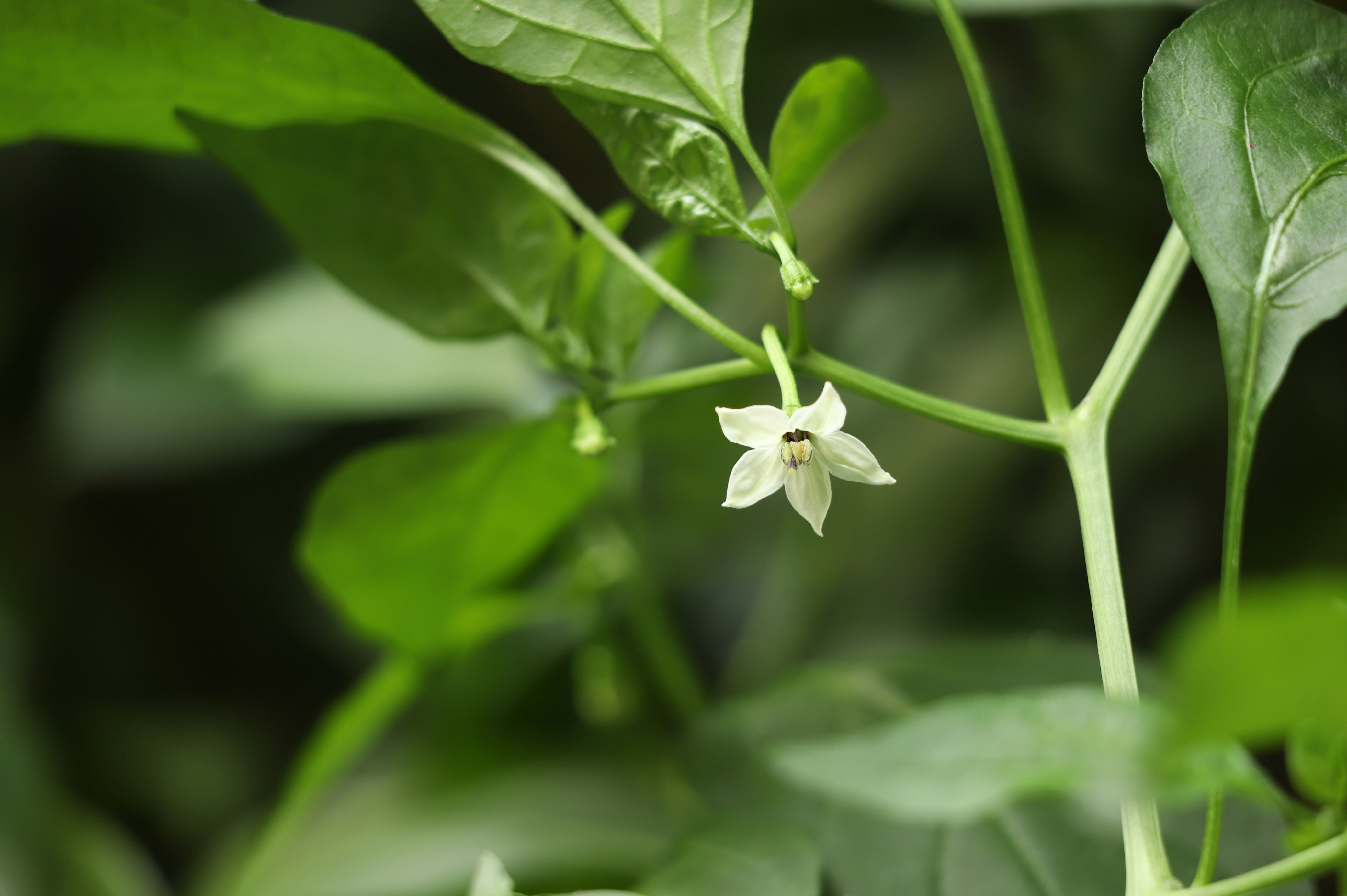 Whispering White Bloom on a Green Vein