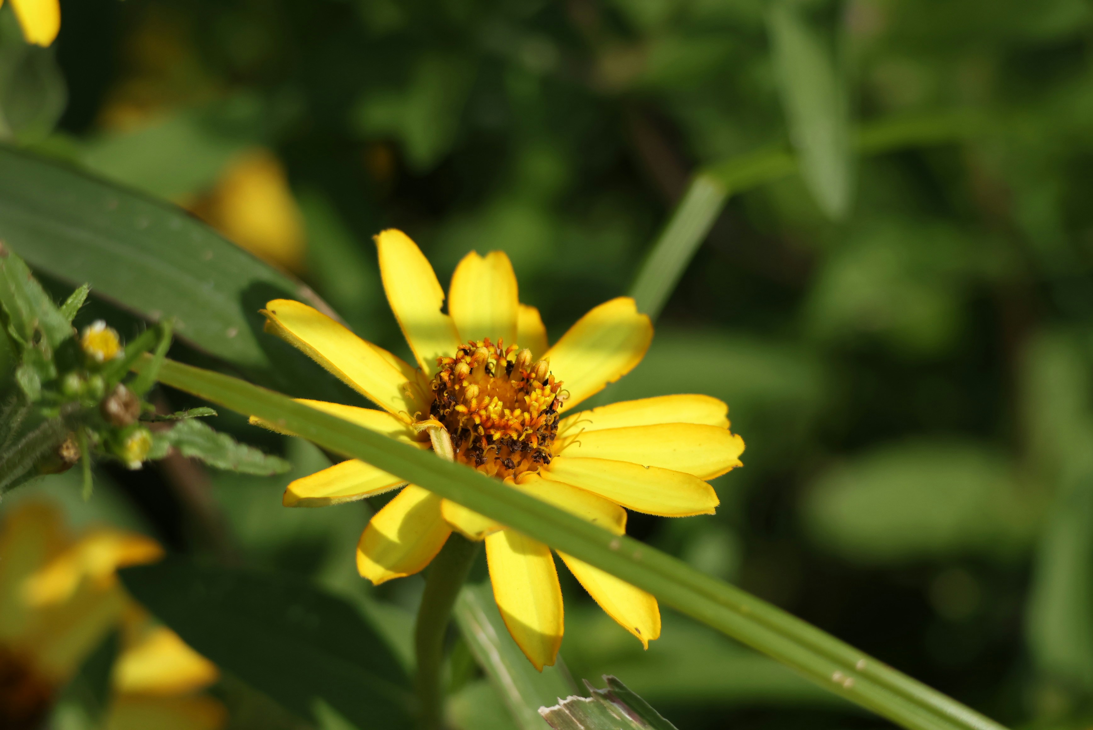 Sunlit Golden Bloom Anchored by Green Veil