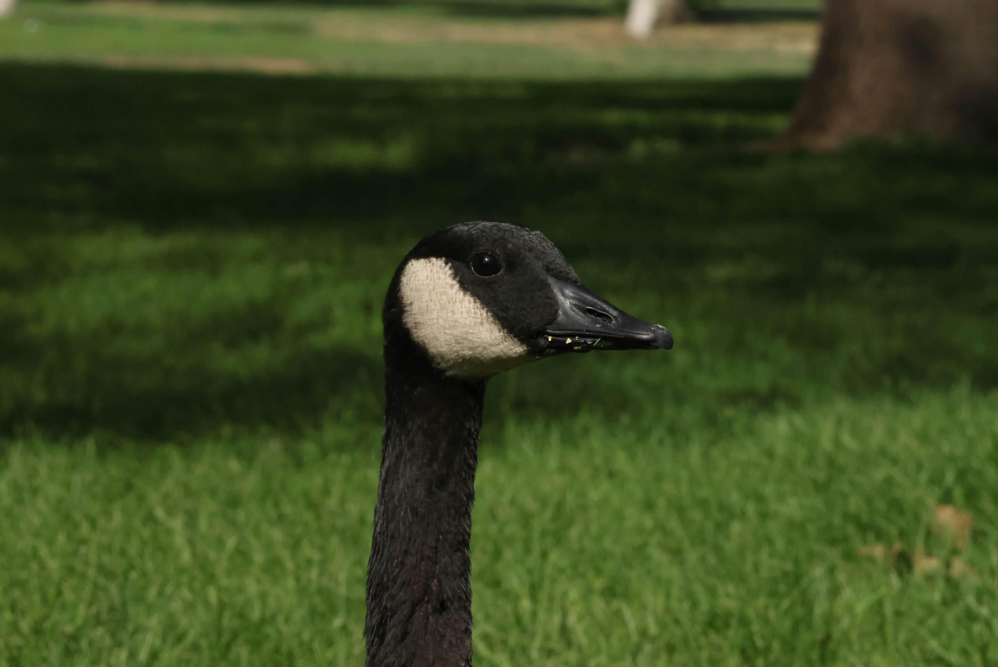 Graceful Long Neck in a Parkyah