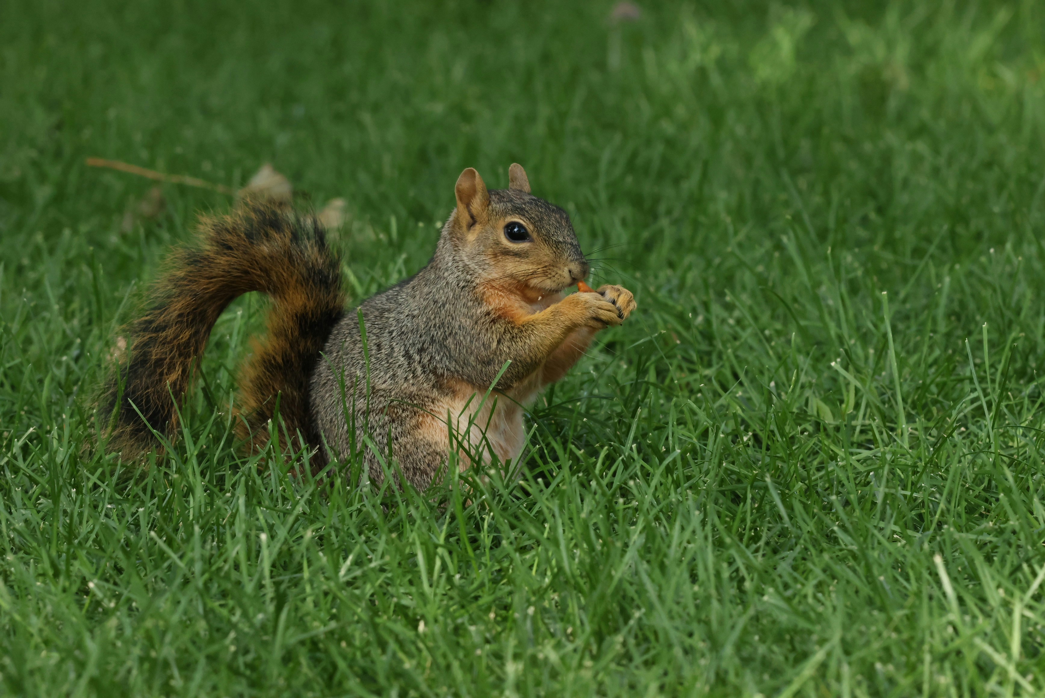 Grounded Moment: Nut-bearing Squirrel in Sunlit Grass