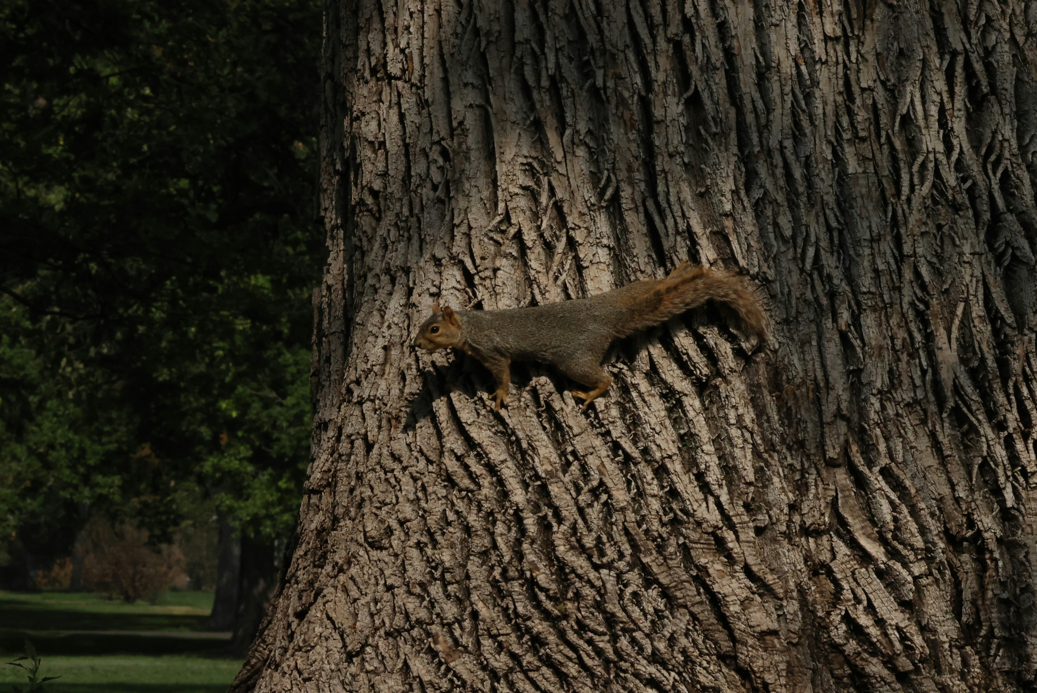 Squirrel Silhouette on Rugged Bark: A Hidden Scene