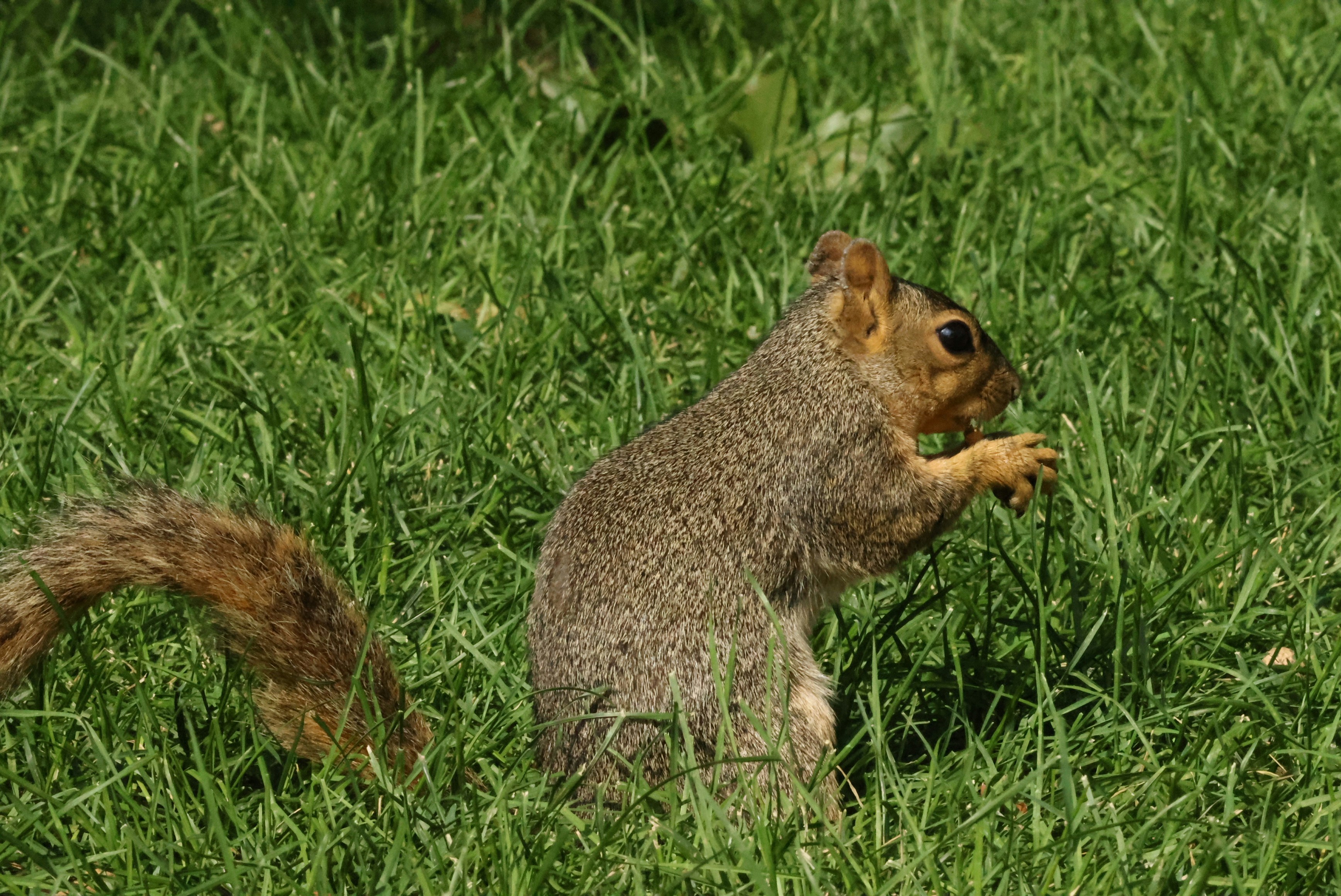 Squirrel on alert in sunlit meadow