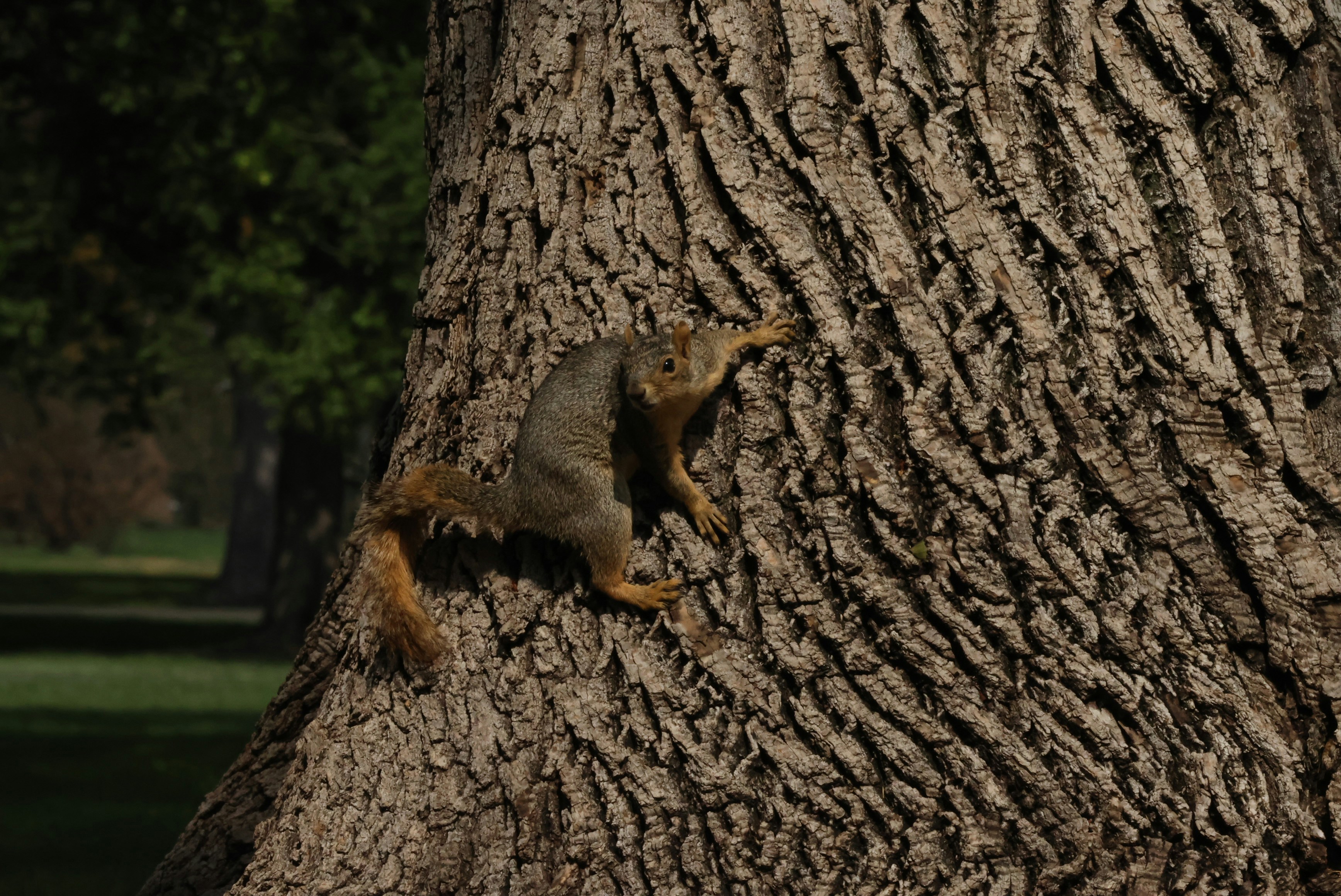 Squirrel Ascending the Bark: A Sunlit Moment on an Ancient Trunk