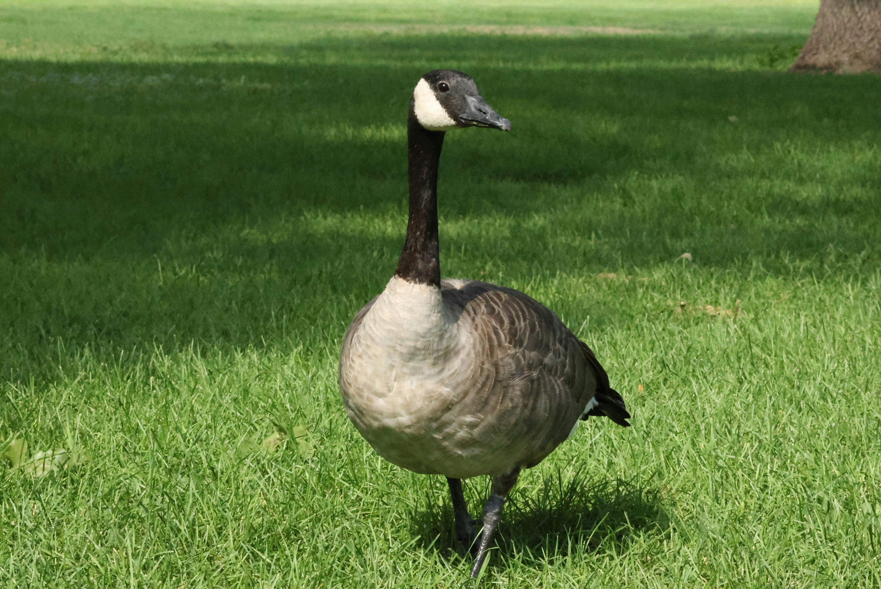 Graceful Black-Necked Goose on Sunlit Turf