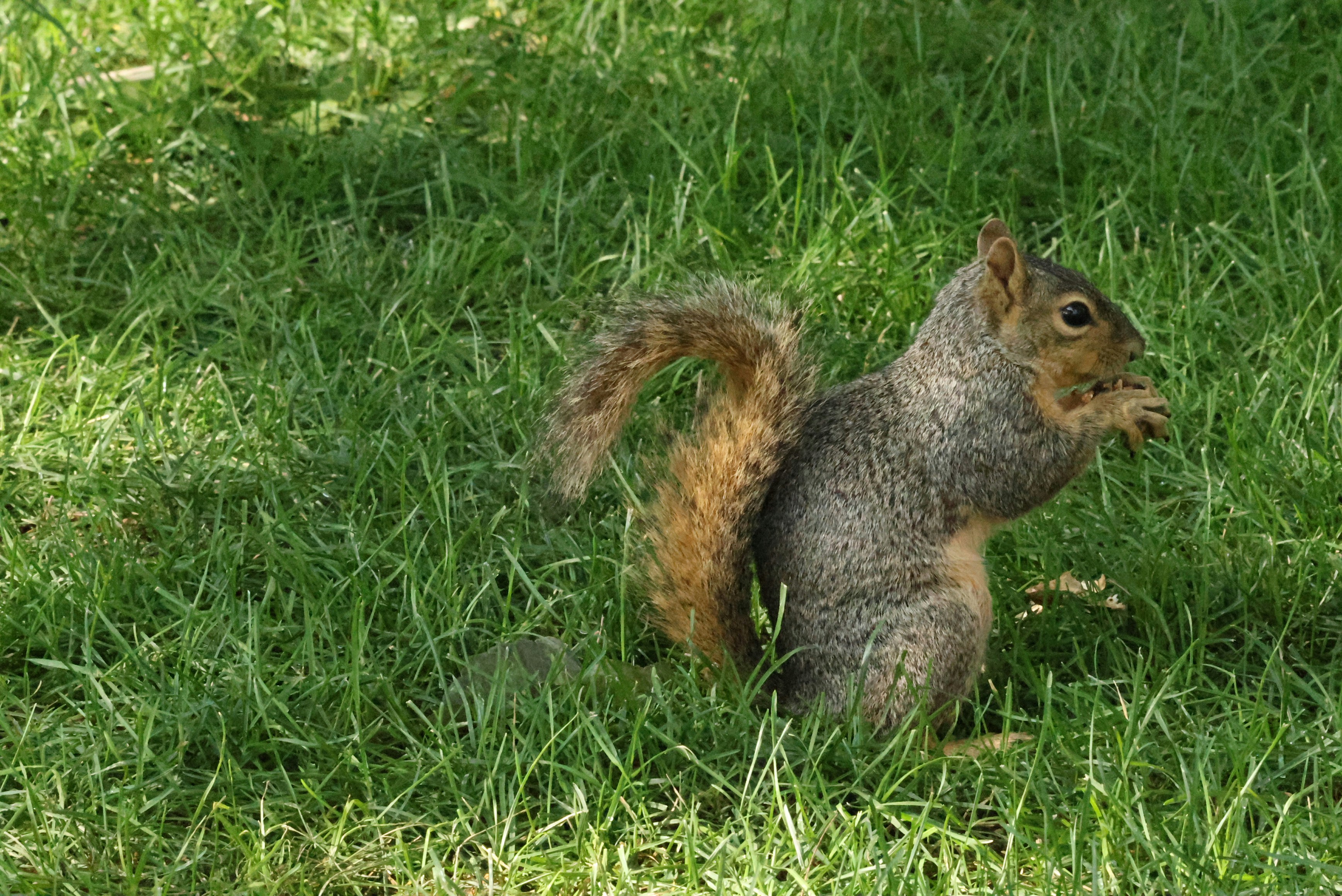 A gray squirrel sits on lush grass, holding a nut and nibbling with a bright, sun-dappled backdrop.