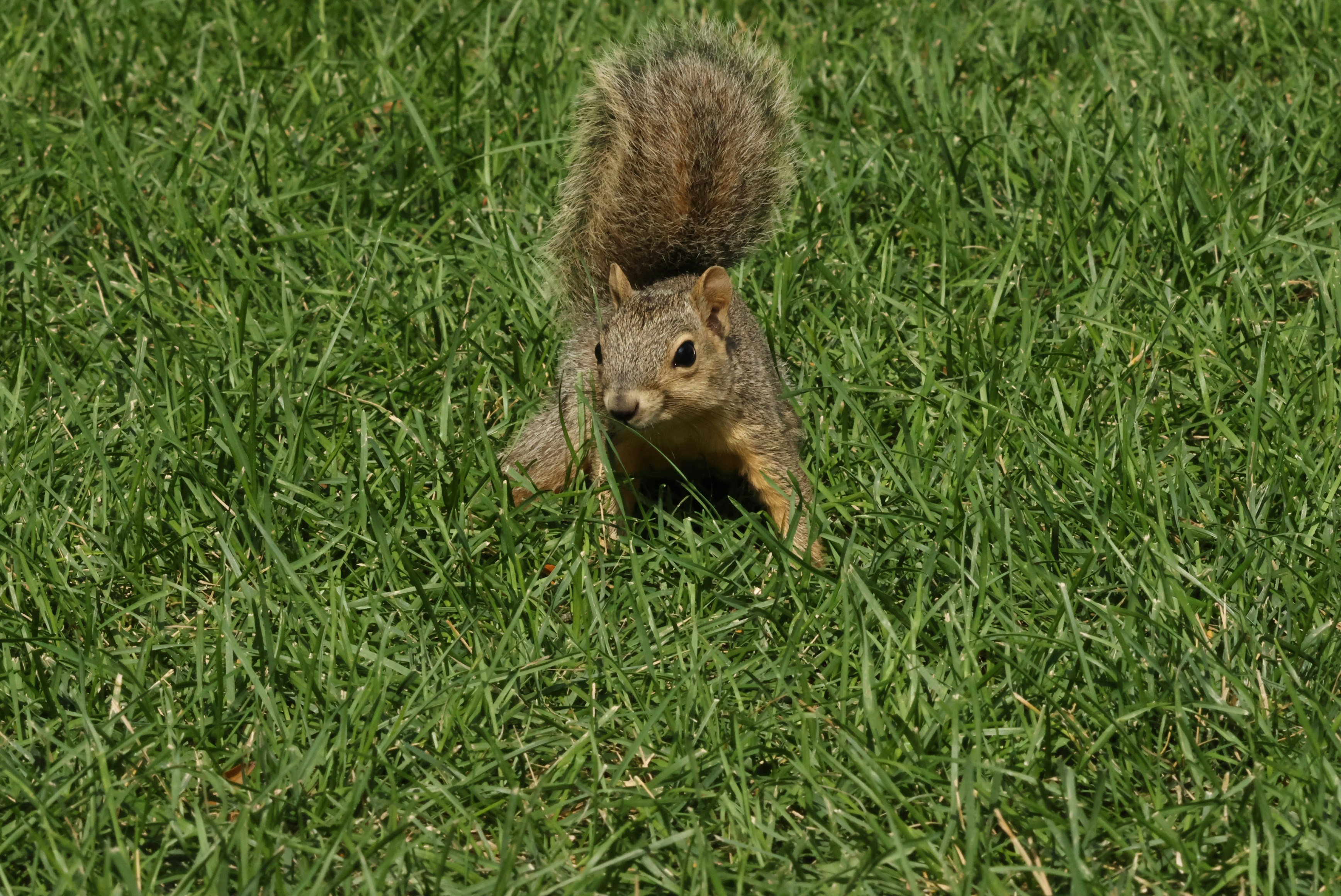 Ground-level Squirrel Pause: alert eyes in a sea of green