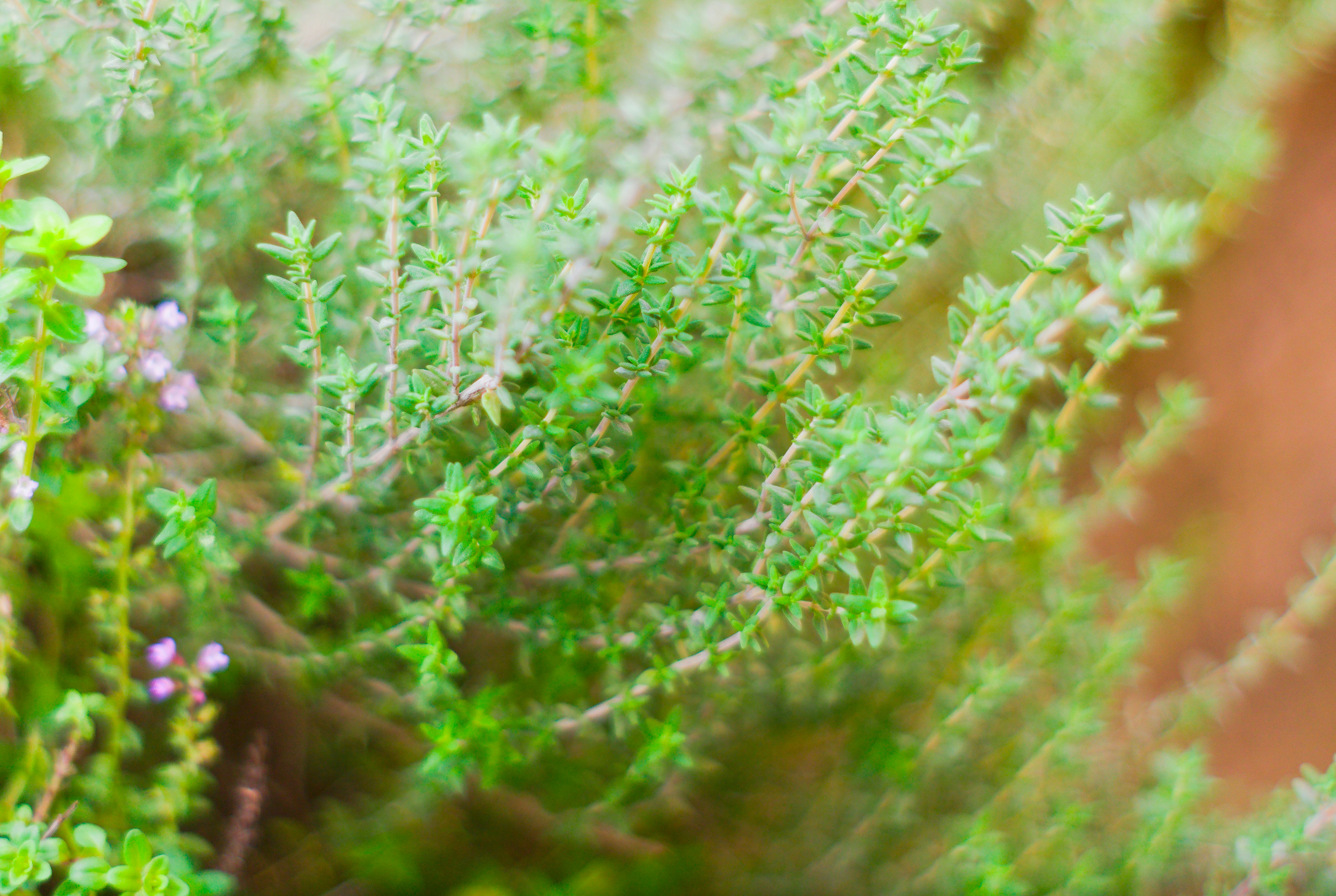 Green Whispers: Close-Up of Tender Sprigs