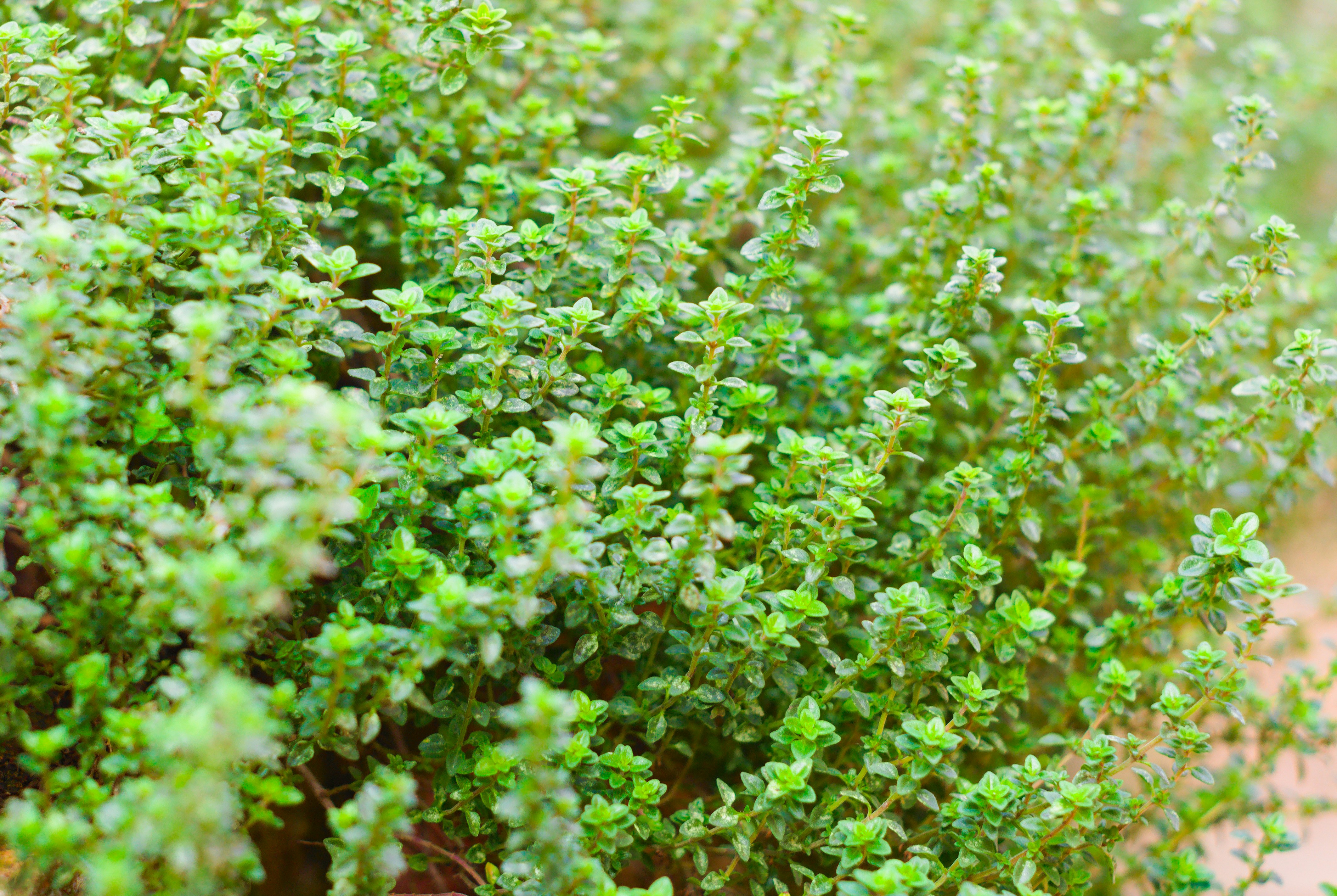 Close‑up of thyme-like herb with dense foliage and tiny leaves