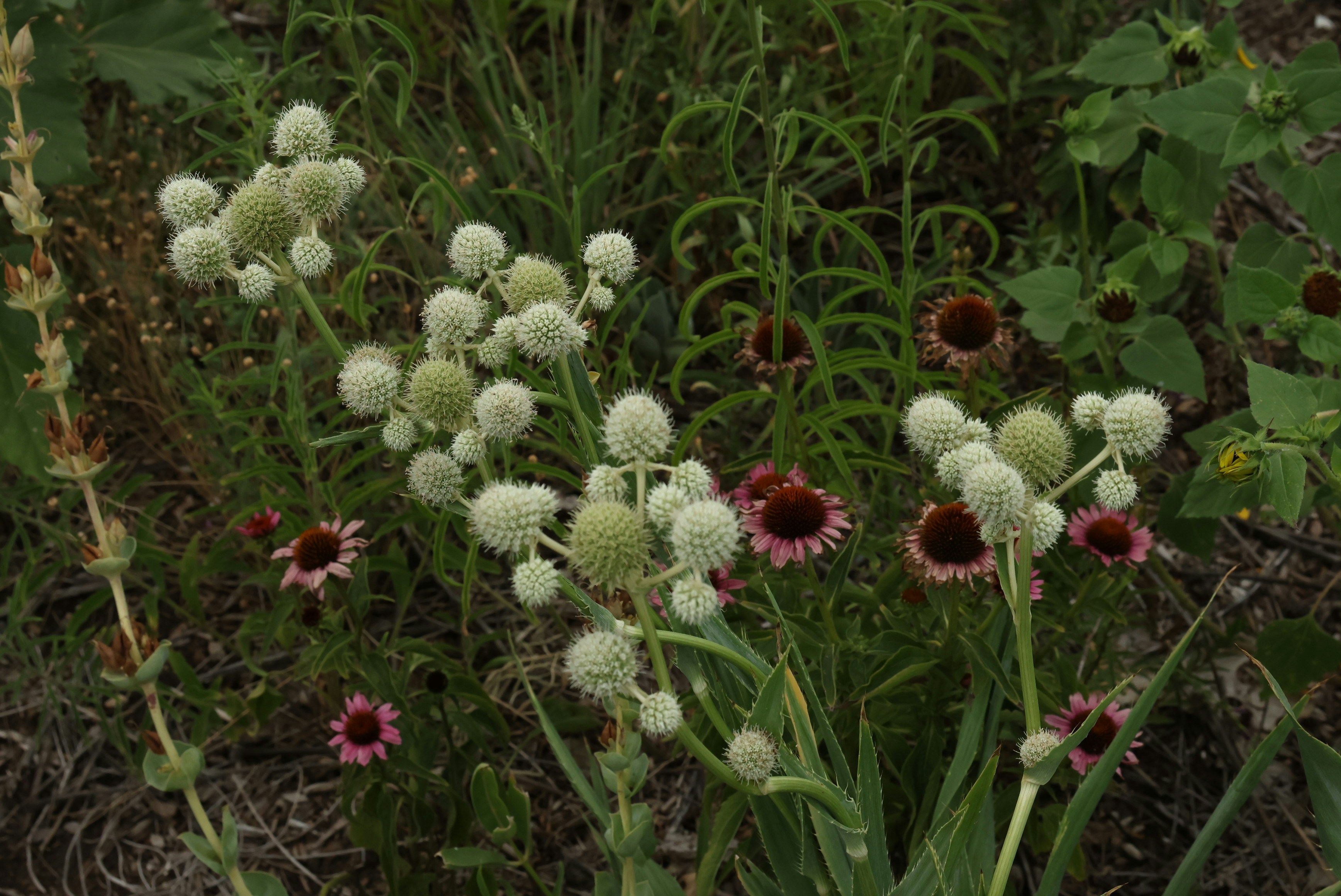 Crimson Daisies and Creamy Bubbles: A Quiet Garden Moment