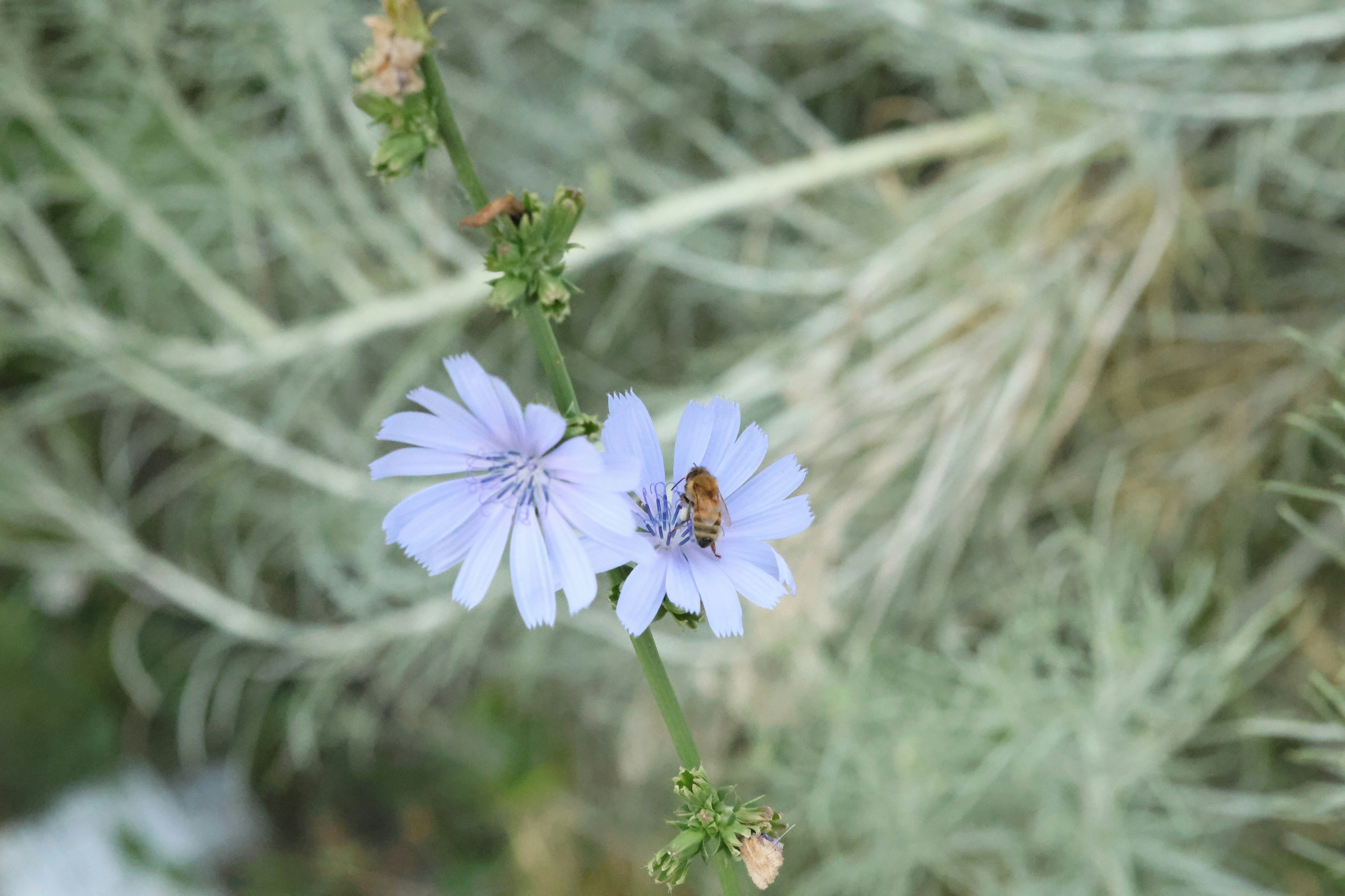 Blue Bloom Beaded by a Quiet Verge