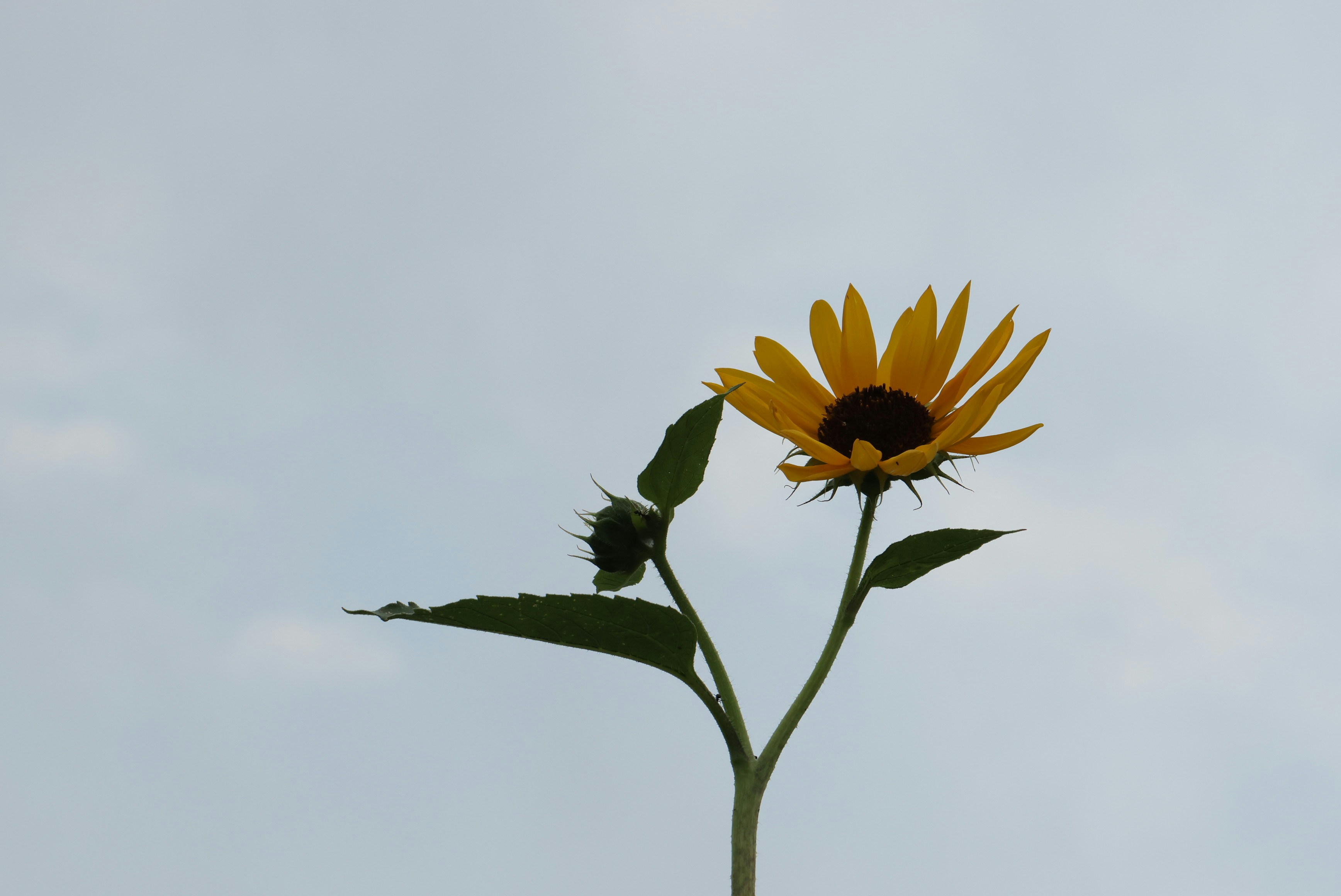 Sunflower Ascendant Against a Clear Sky