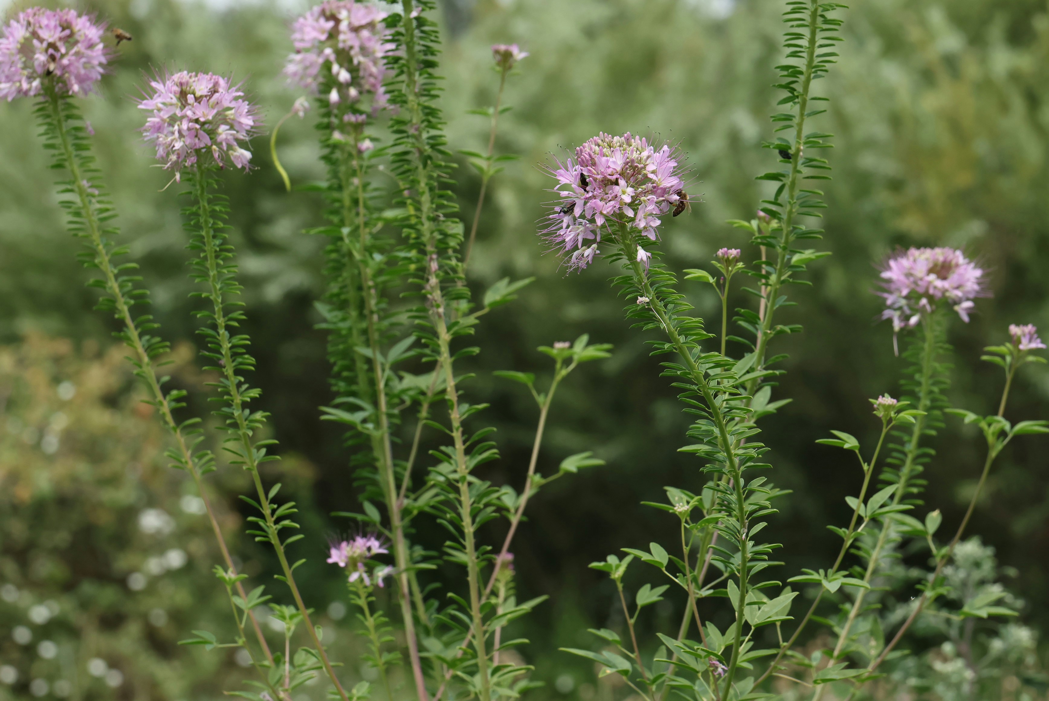 Purple-topped wildflowers reach toward the sun in a soft meadow