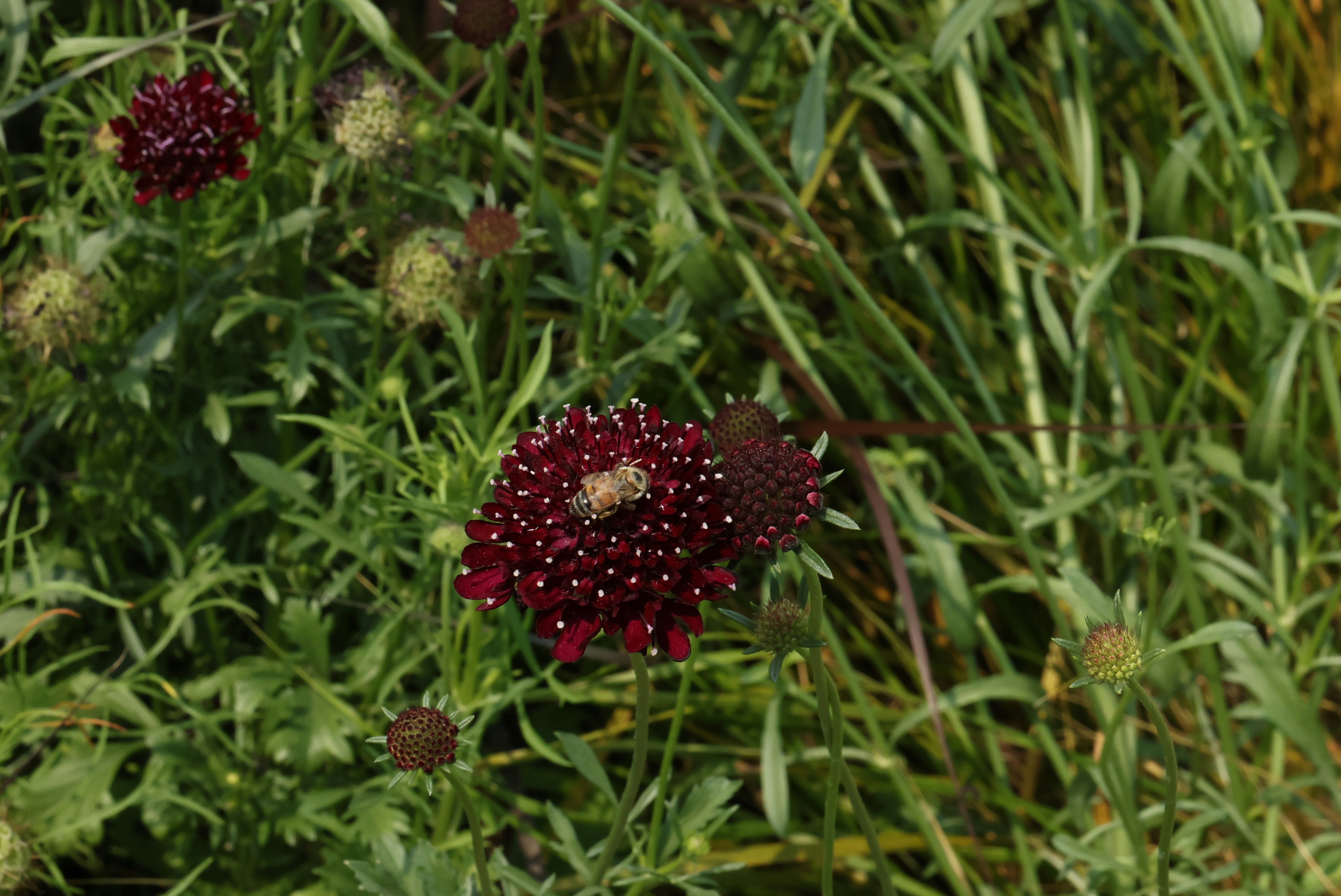 Crimson blossom centerpiece in a wild garden