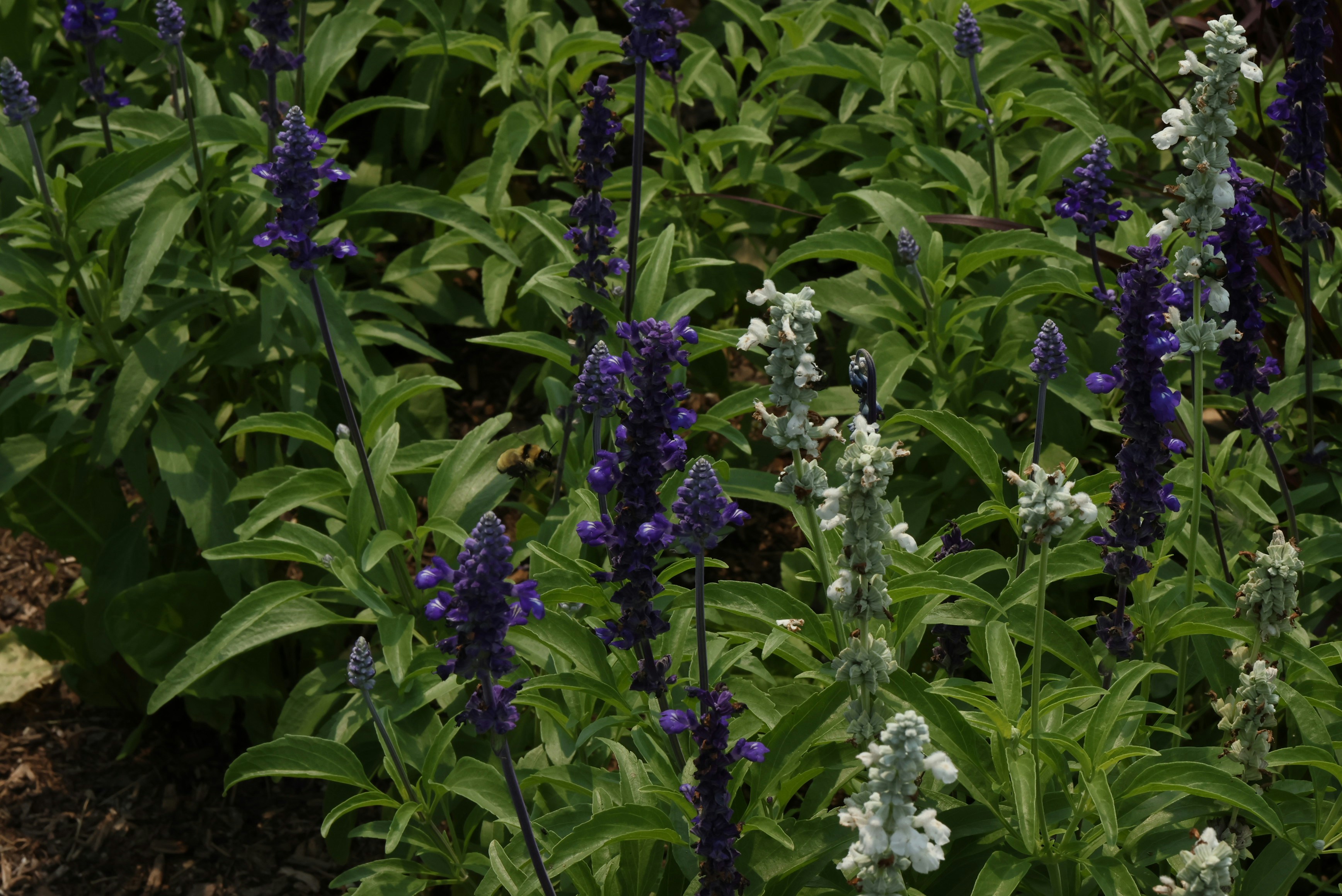 Purple Spike Blooms in a Sunlit Garden Bed