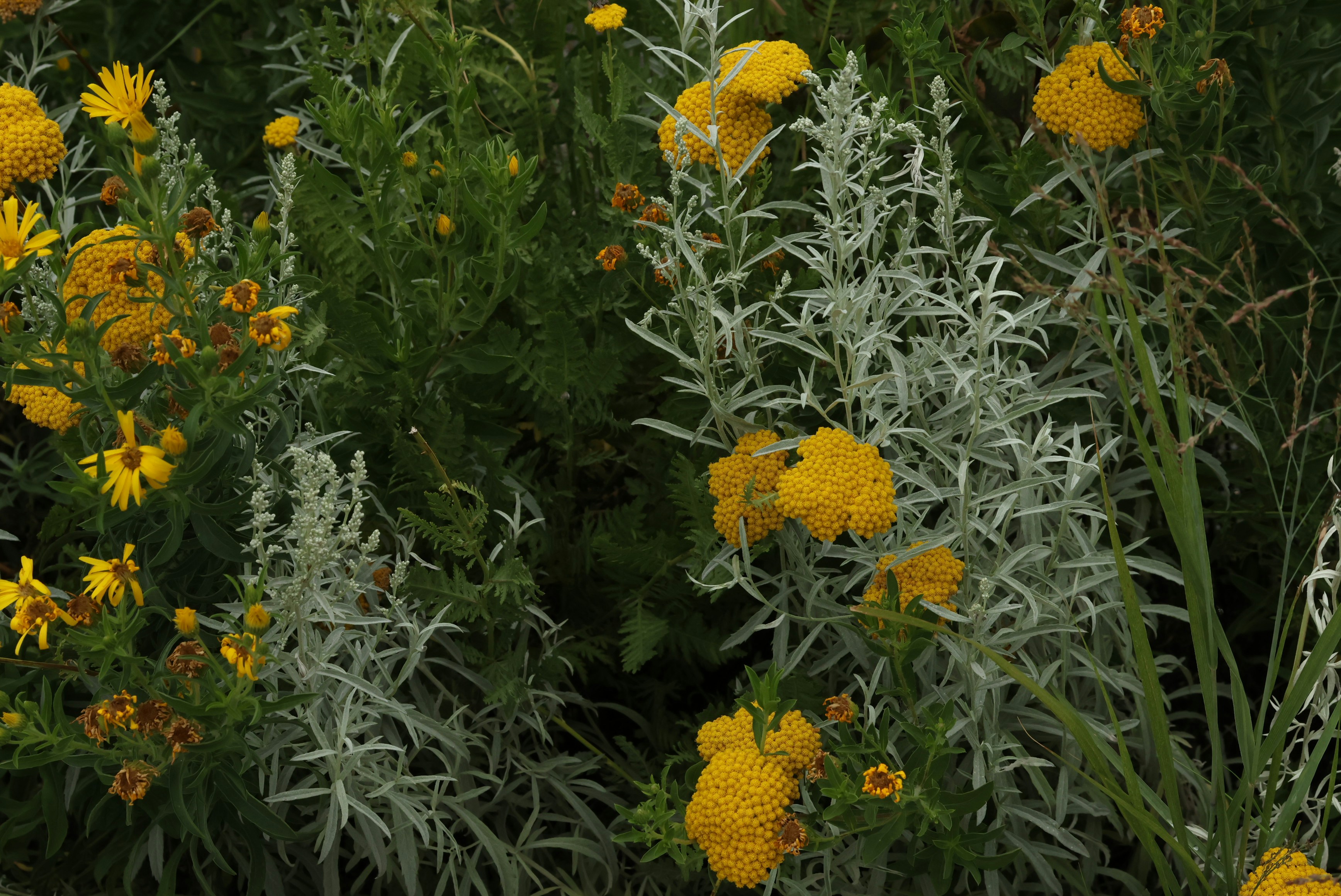 Golden Umbels in a Quiet Meadow Verge