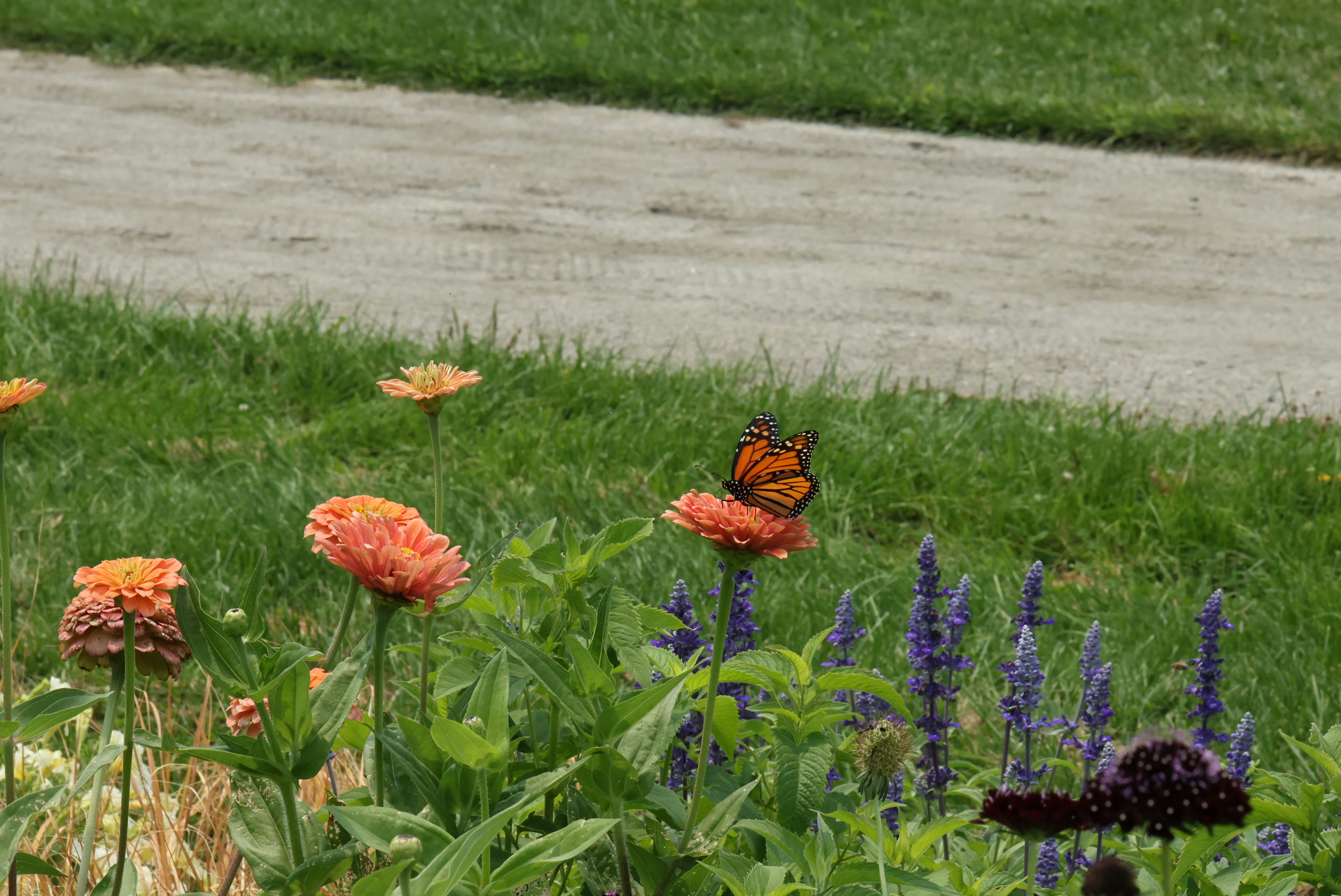Monarch on a Garden Flutter: A Monarch Resting Among Spring Blooms