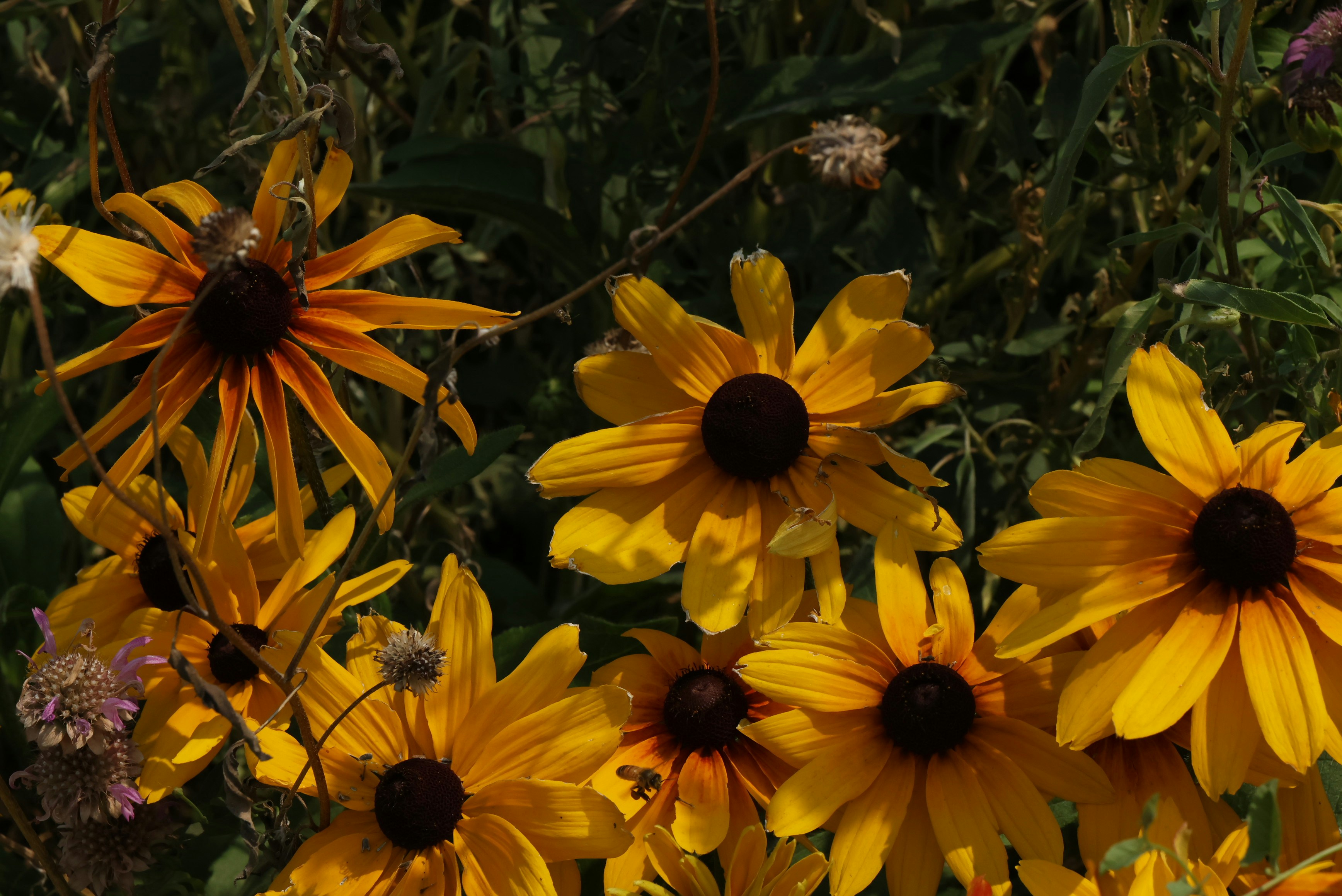 Sunlit Helianthus Burst in a Tangle of Garden Green
