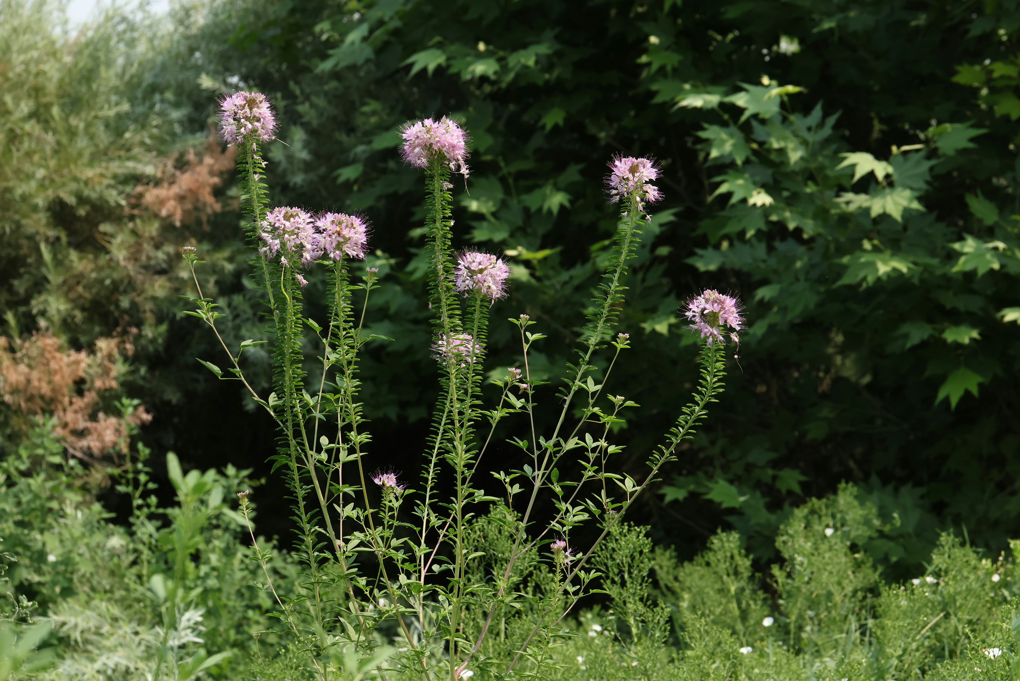 Sunlit wildflowers with tall pink-topped stems rise in a meadow against a backdrop of dense green foliage. A natural, unaltered scene highlighting plant textures and soft summer light.