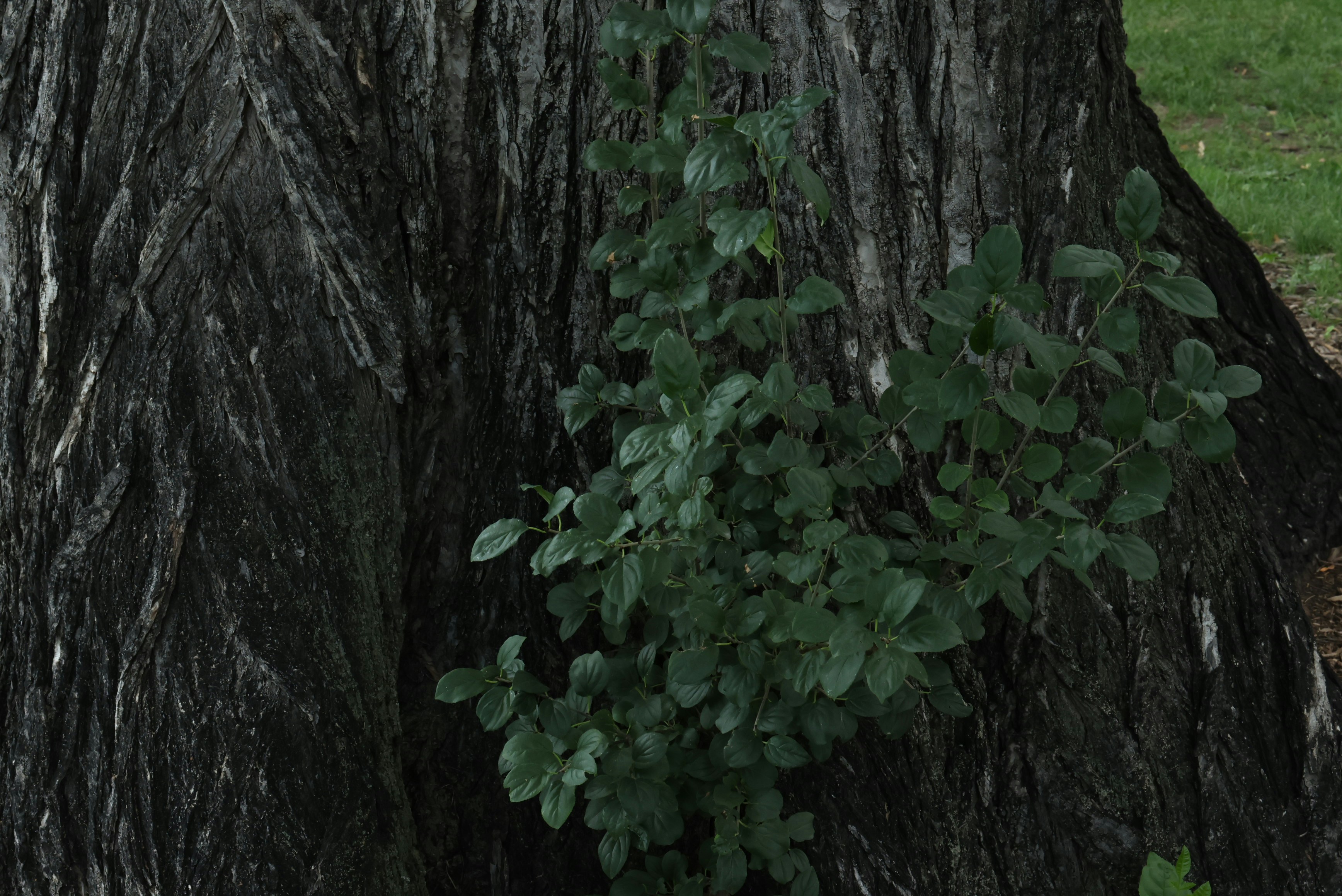 Green Climber on the Tree Trunk: A Quiet Forest Moment