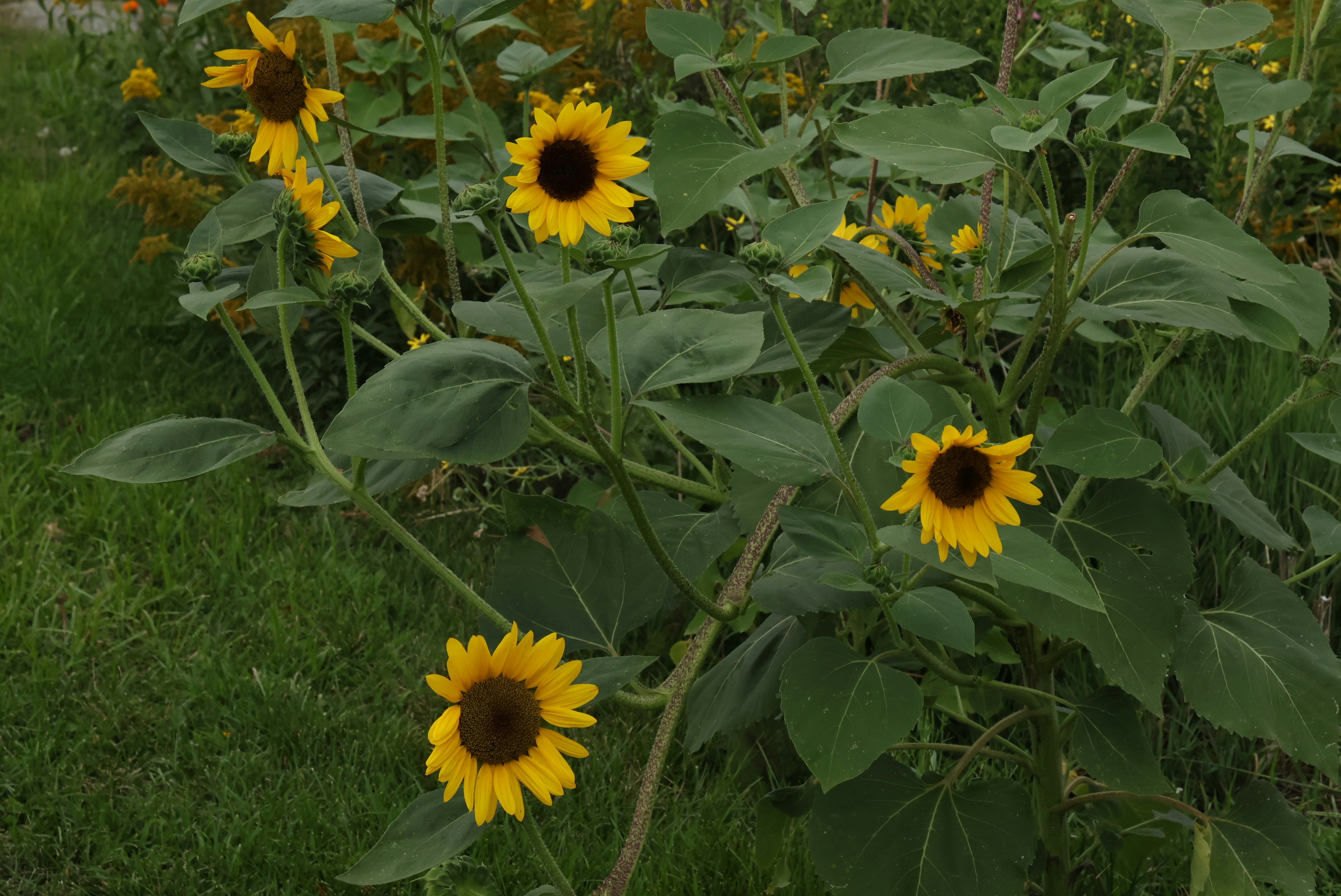Sunlit Faces: A Blooming Patch of Sunflowers in a Quiet Garden