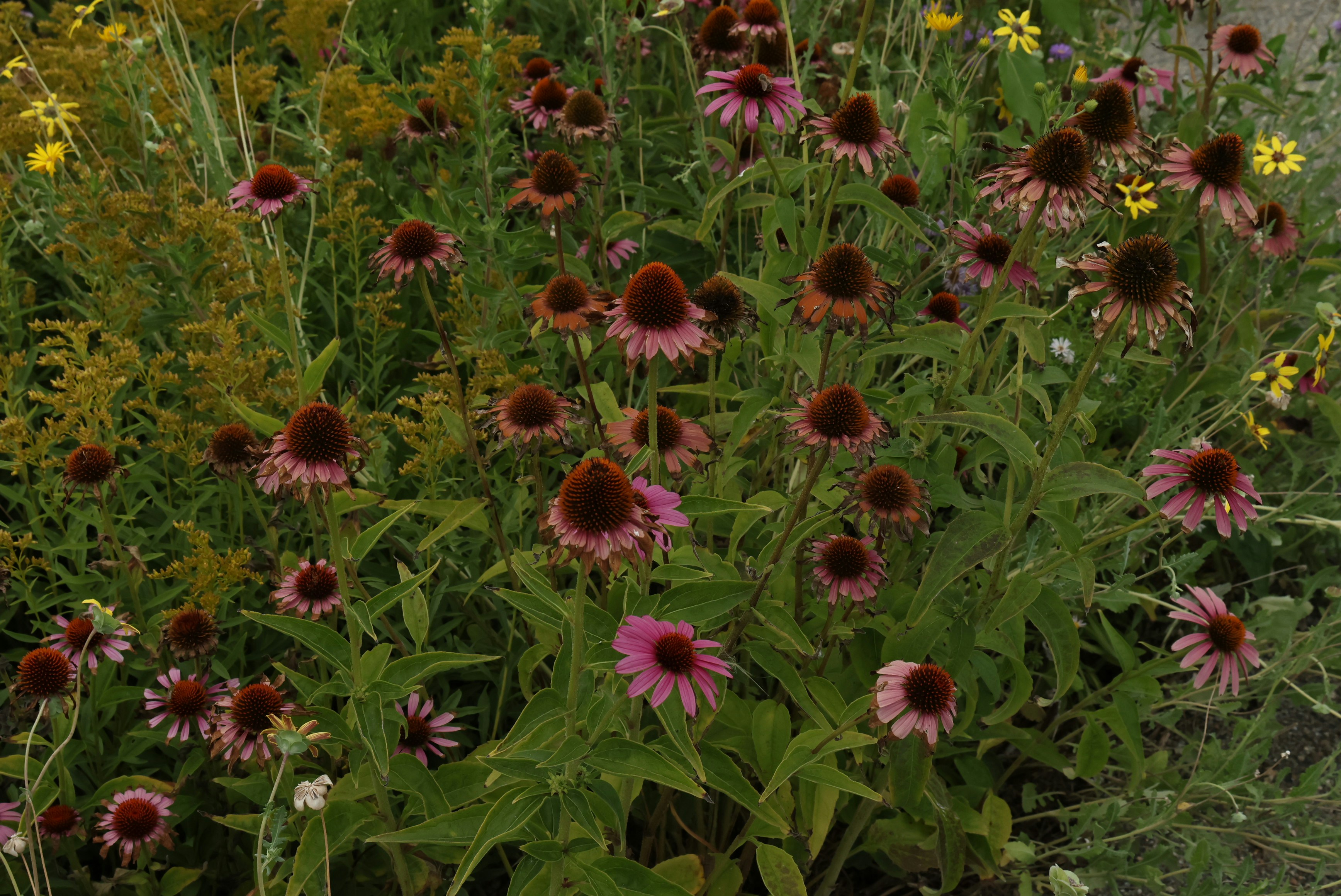 Bloom Burst: Dusky Coneflowers in a Field of Color