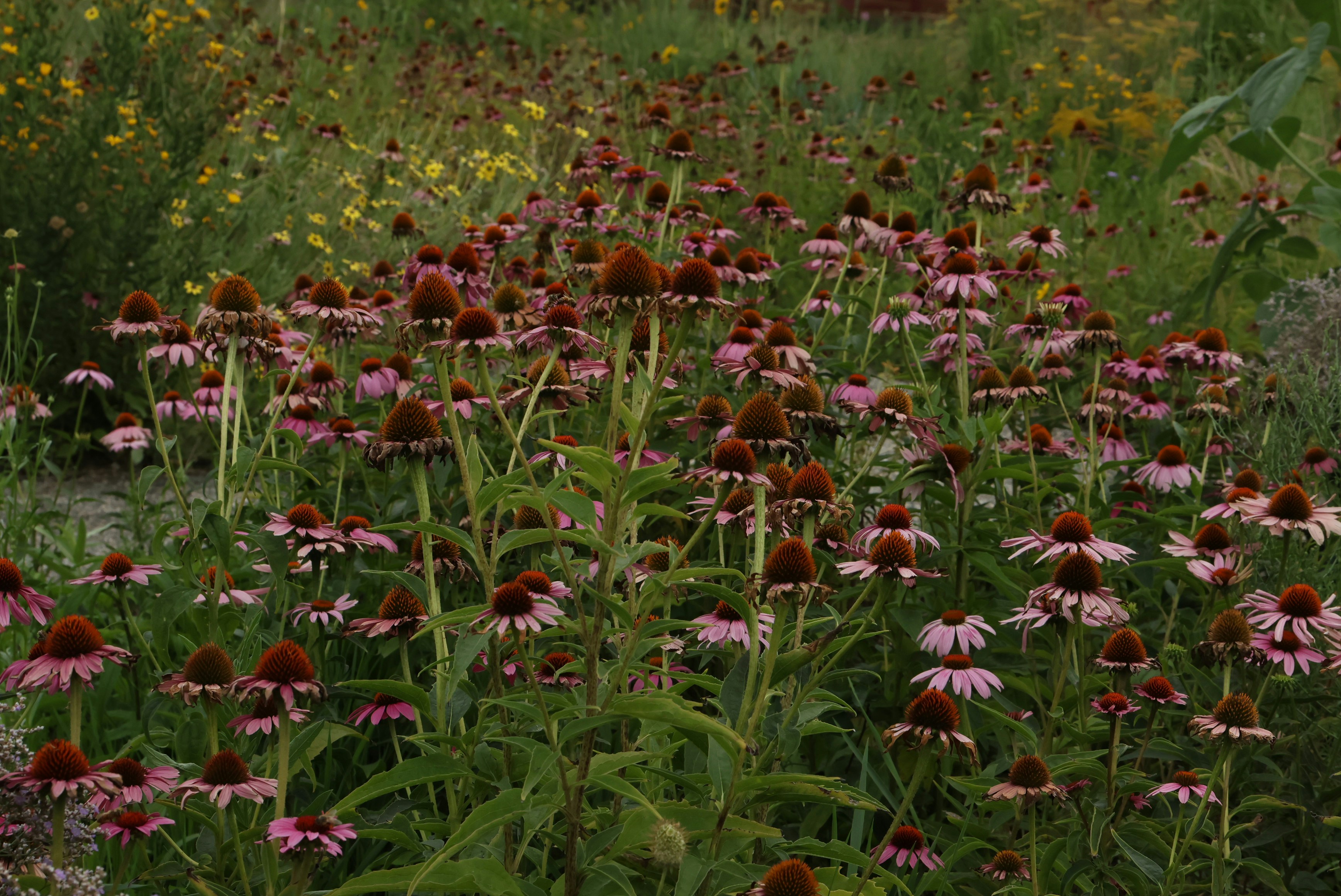 Blooming Field: Coneflowers in Evening Light