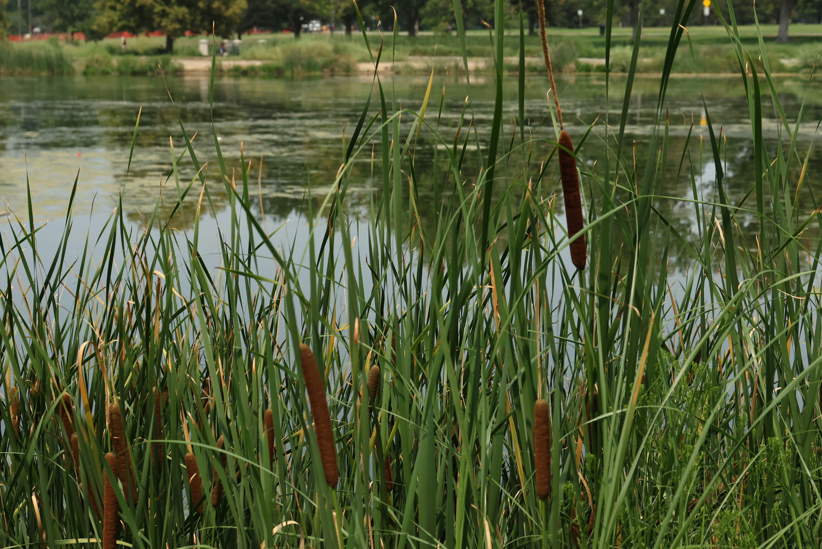 Cattails at the Waterline: Quiet Reeds by the Riverside