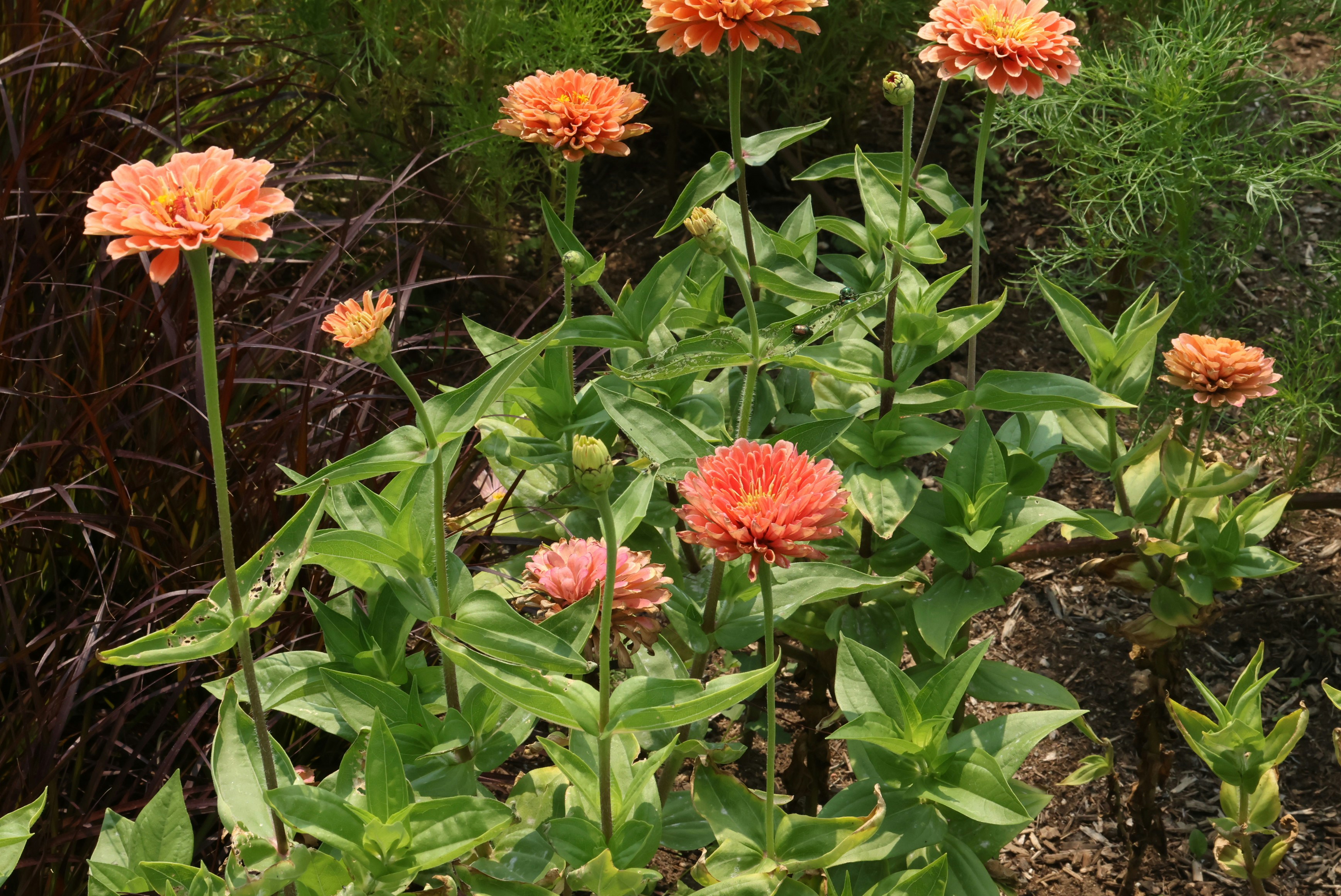 Amber Dahlias in a Sunlit Border