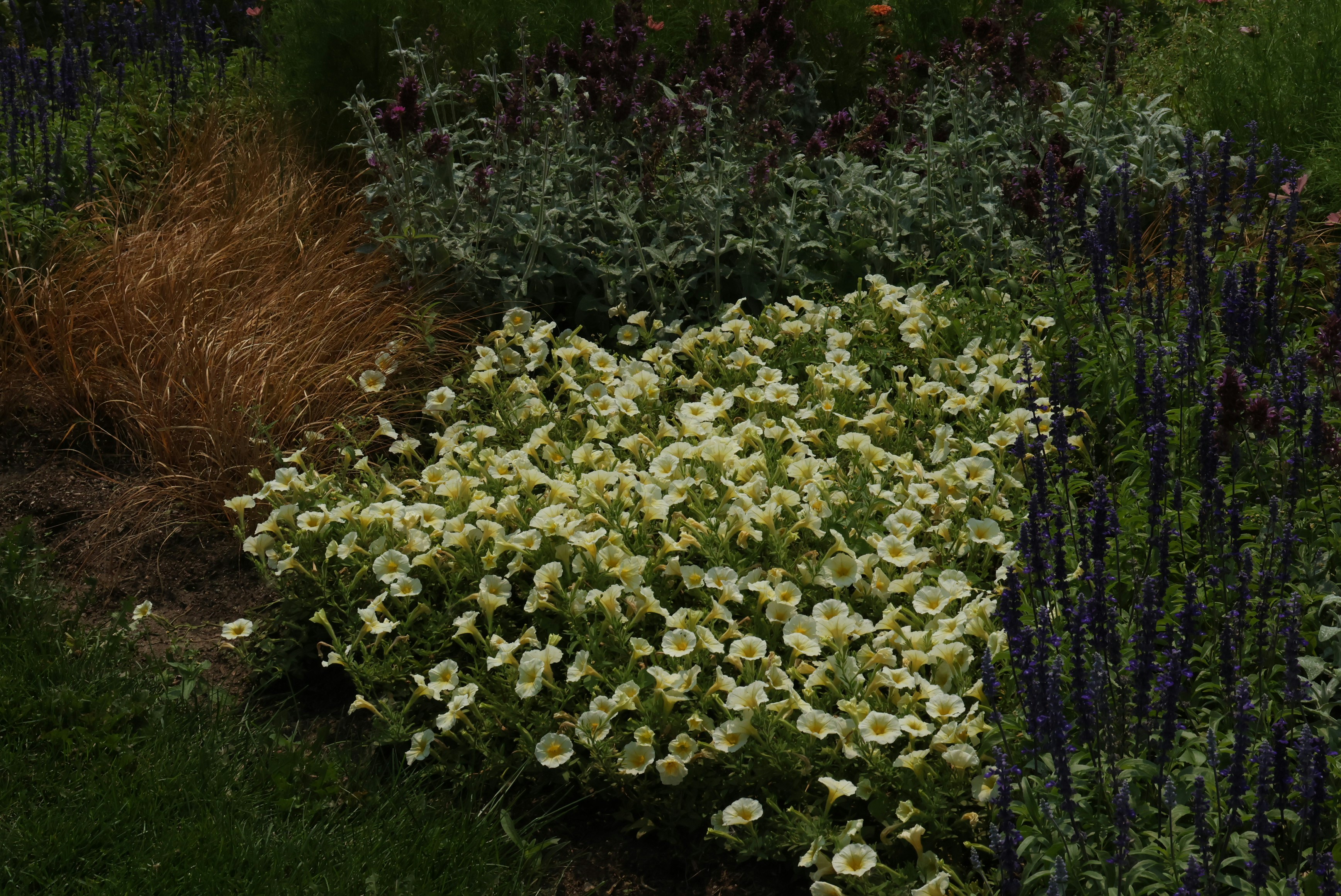 Creamy bloom cluster in a sunlit garden bed