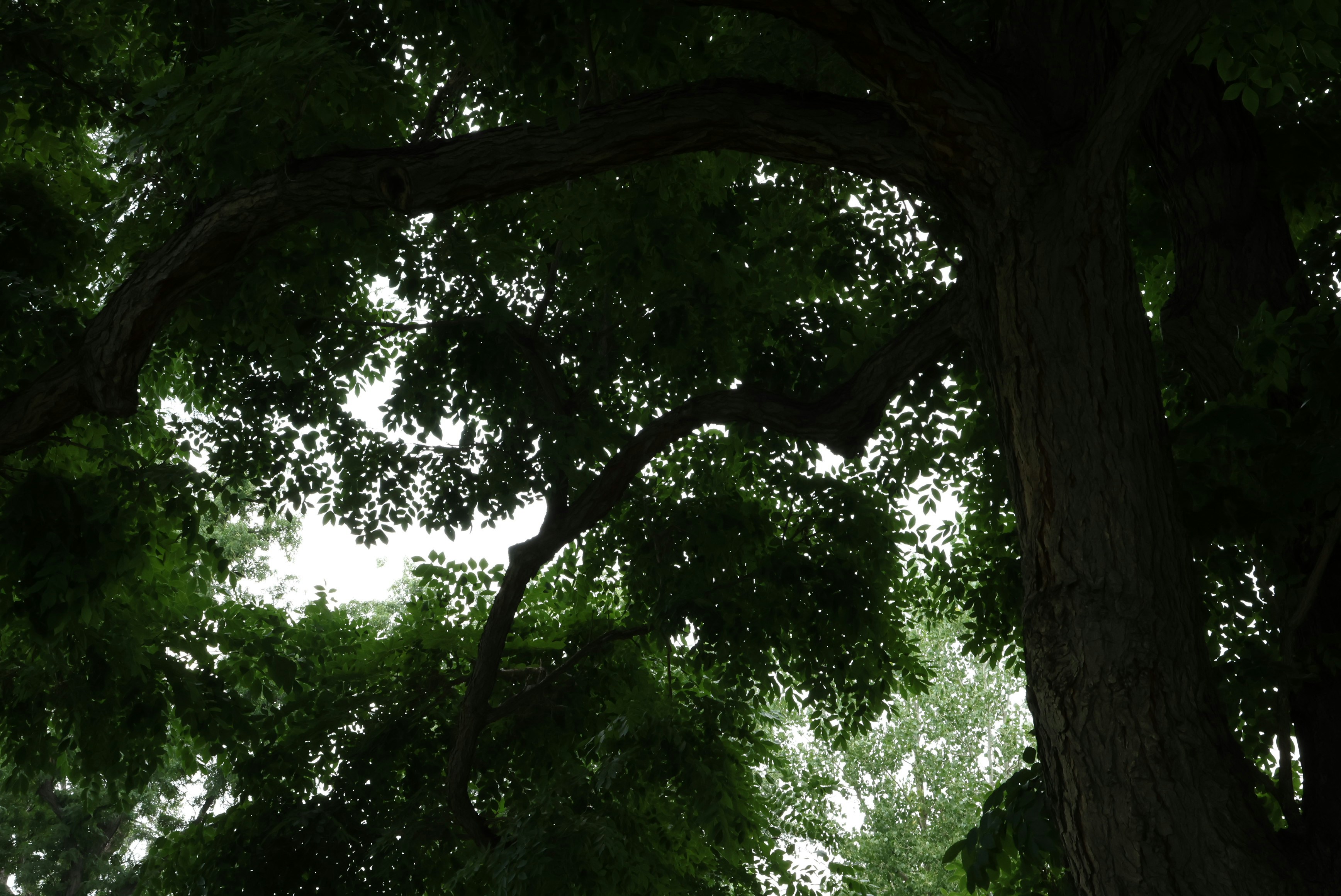Emerald Canopy Overlook