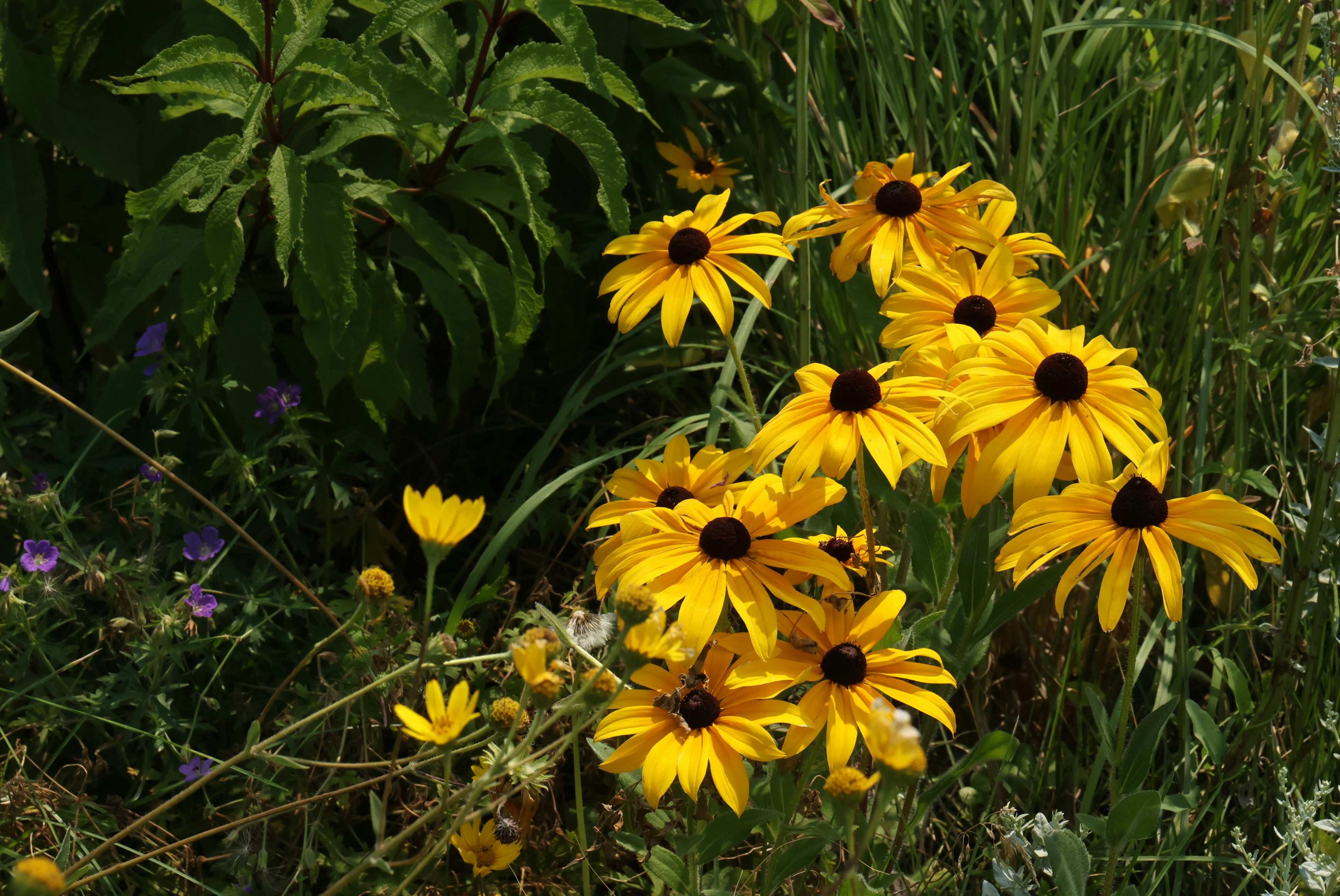 Bright yellow black-eyed Susans cluster against leafy backdrop, with a few smaller blooms and grasses filling the frame.