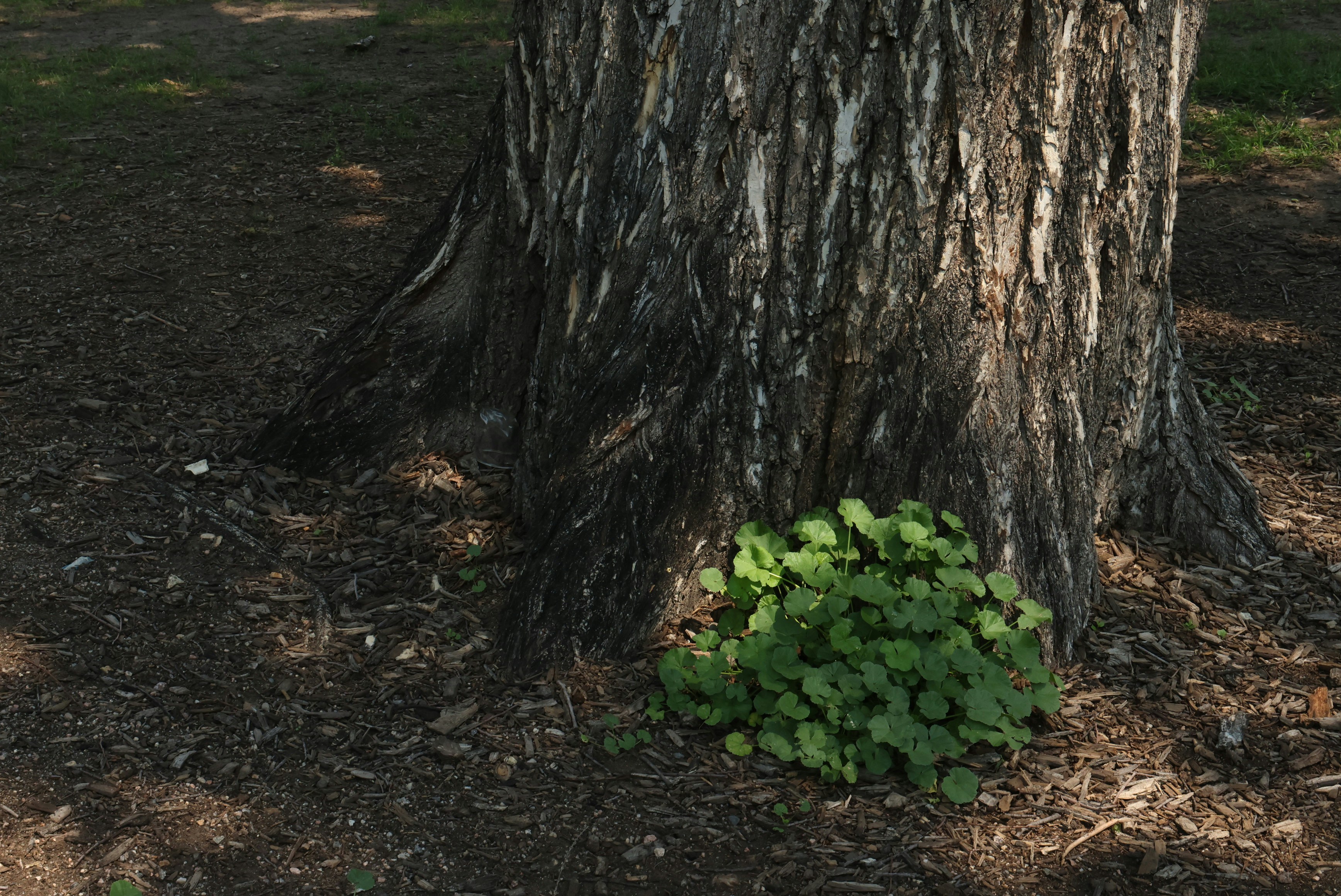 Green sprout at the base of a towering pine