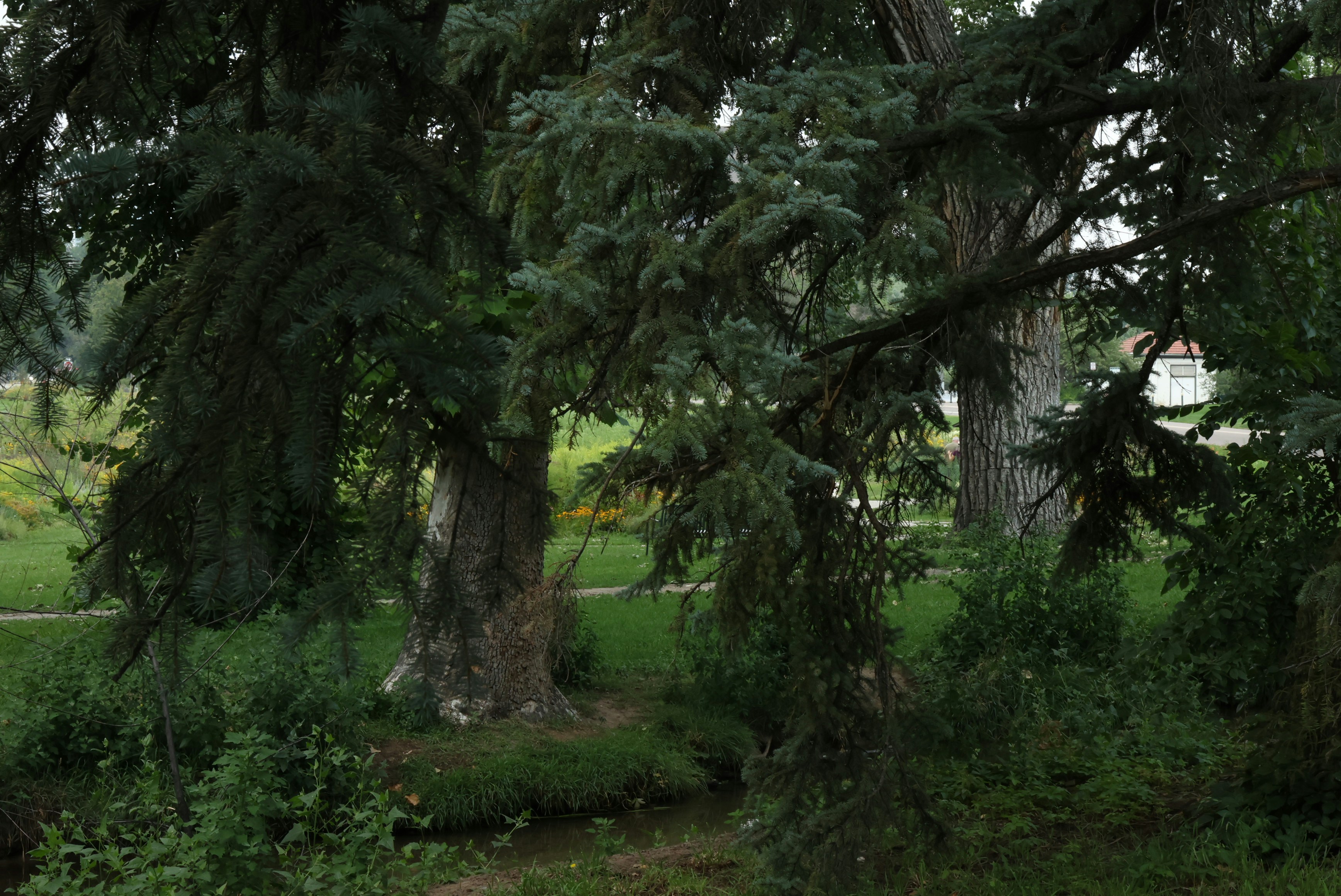 Quiet Riverside Clearing Under Ancient Pines