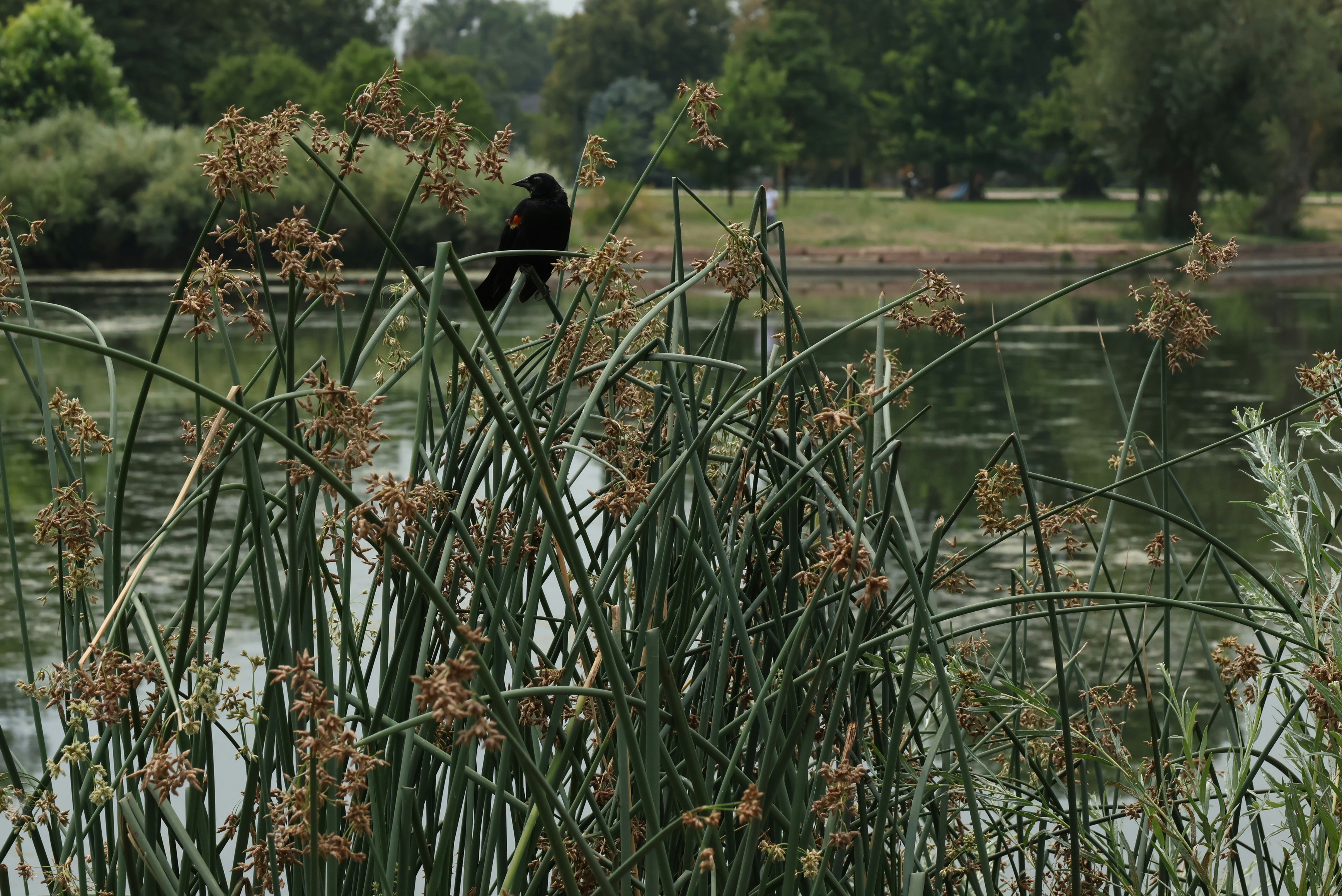 Heron Peek Through Reeds at the Pond