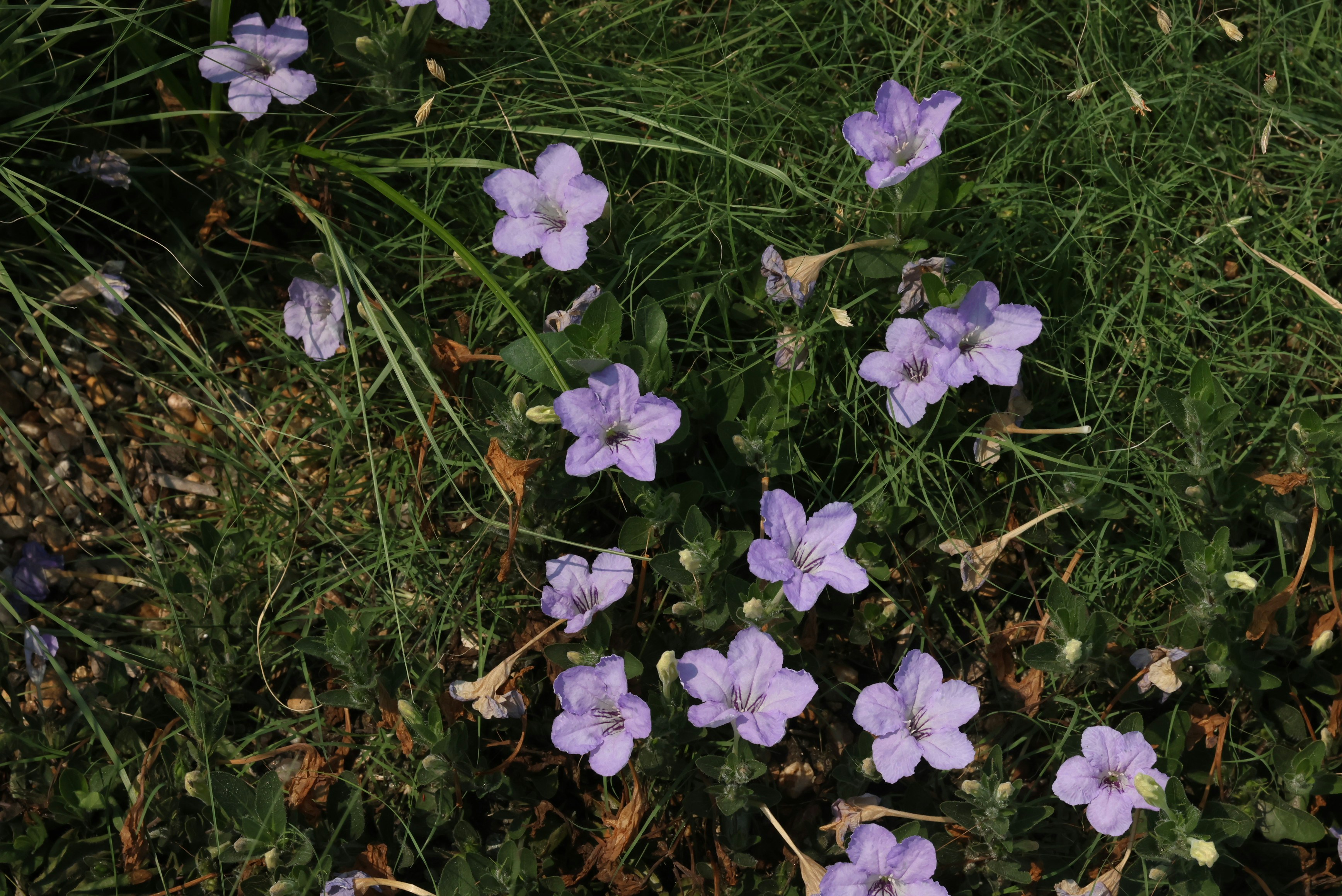Lavender Flats: a cluster of violet blossoms among green blades
