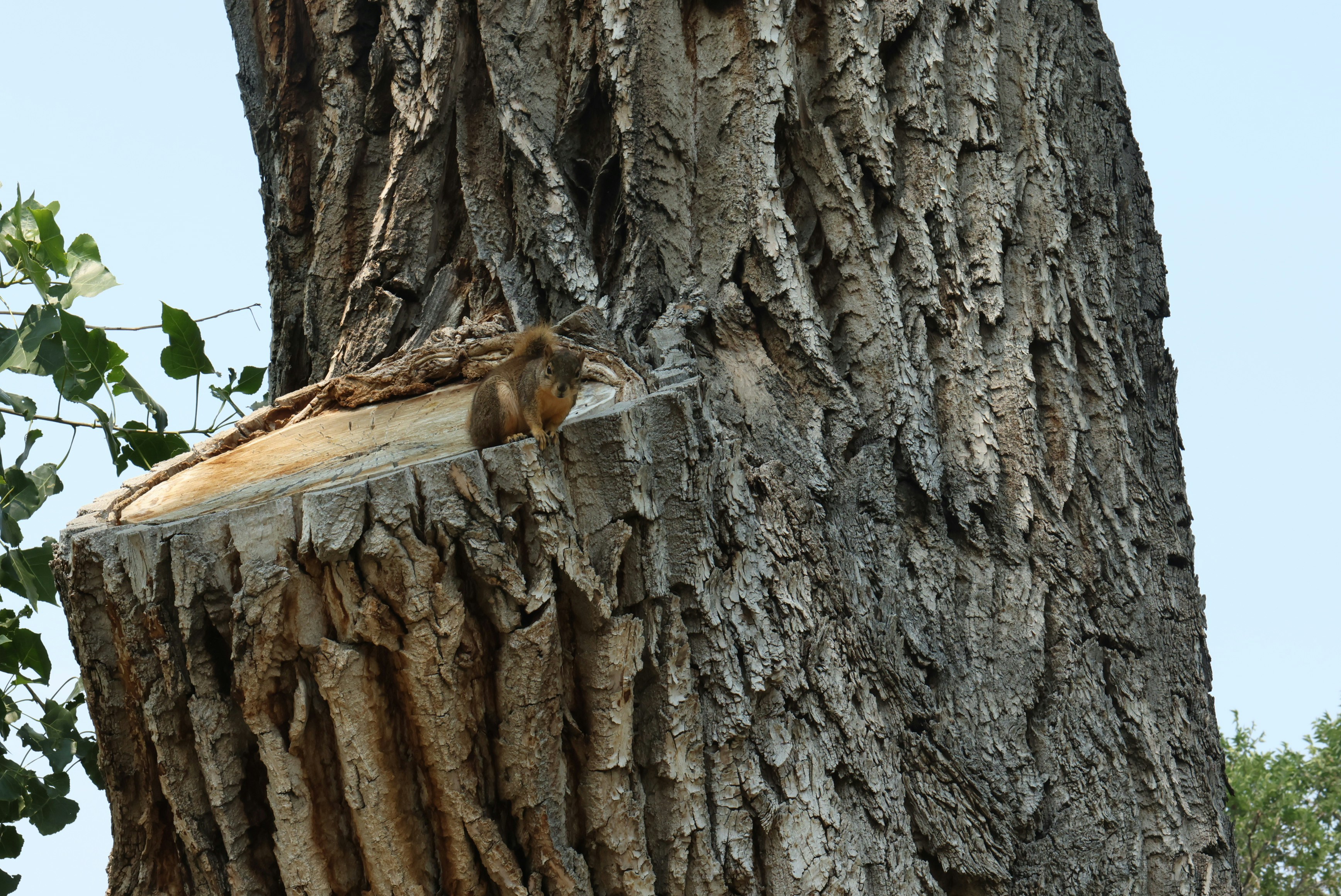 Squirrel on a Tree Cut: A Quiet Study of Bark and Scale