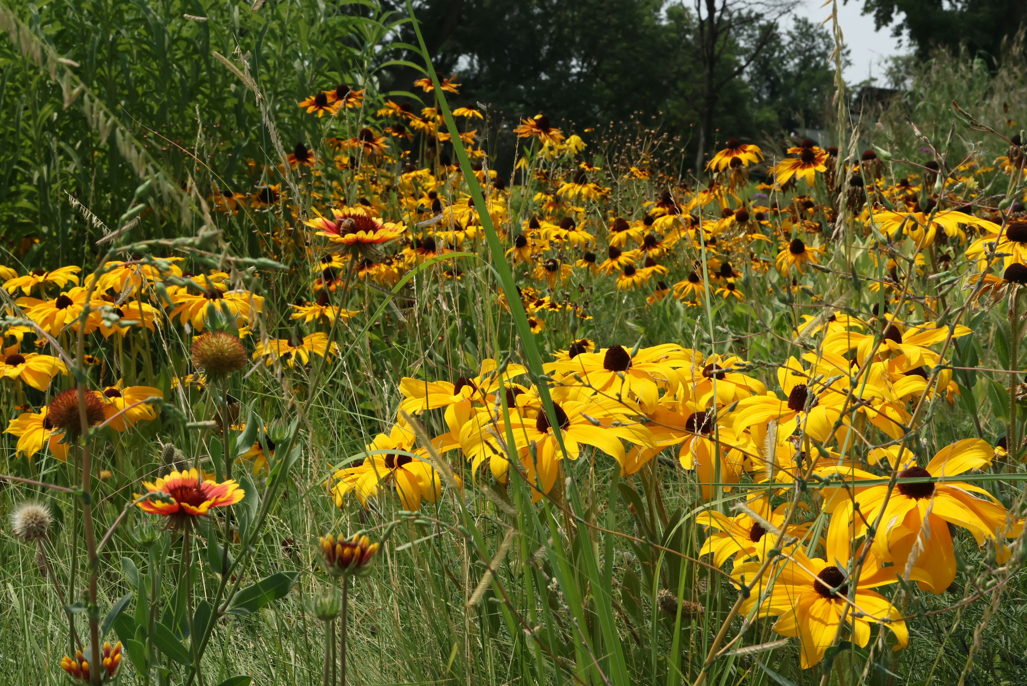 Sunlit Blanket of Black-Eyed Susans