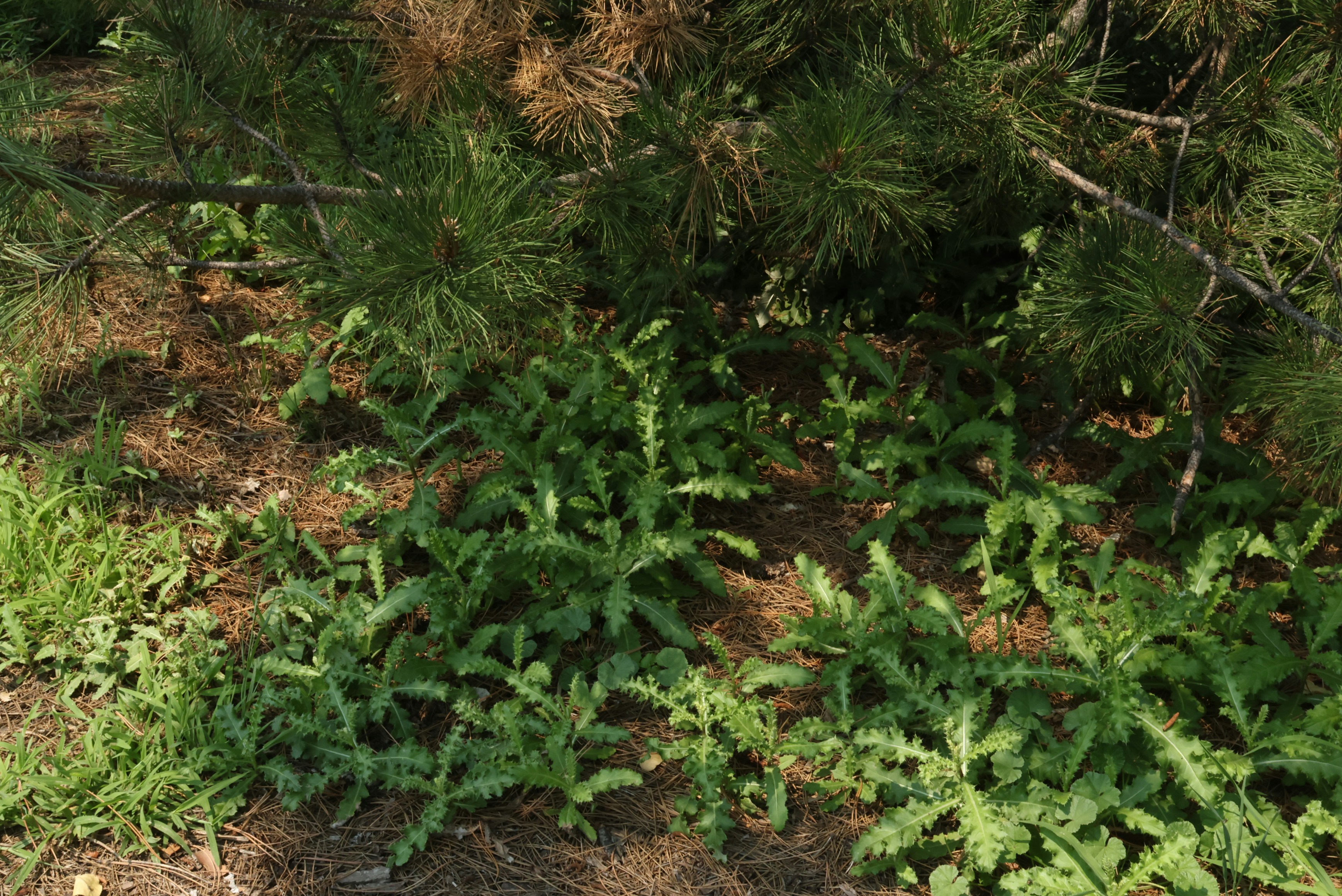 Understory Pine and Fern Carpet in dappled woodland