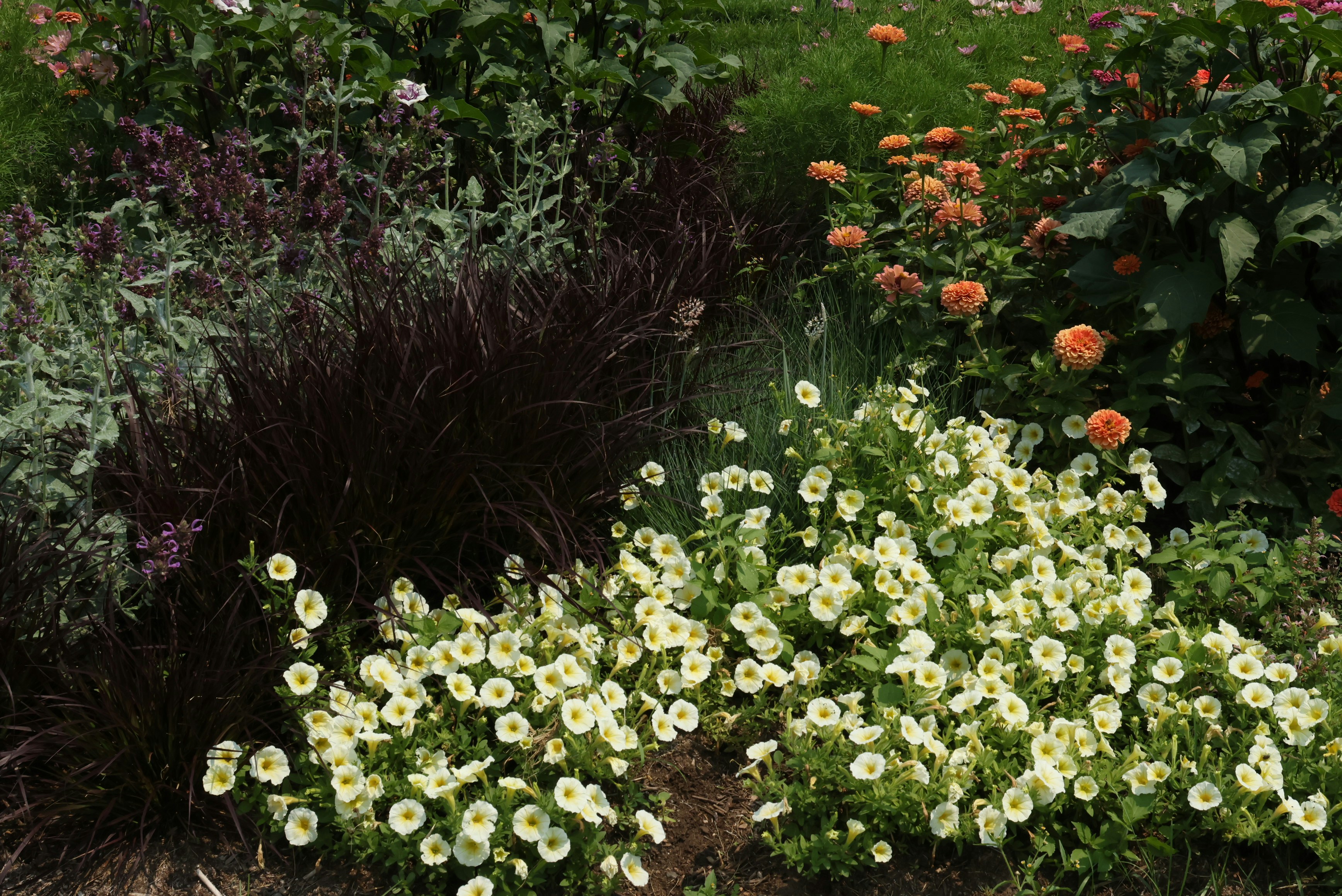 Sunlit daisies carpet the garden edge beside softly fading herbs