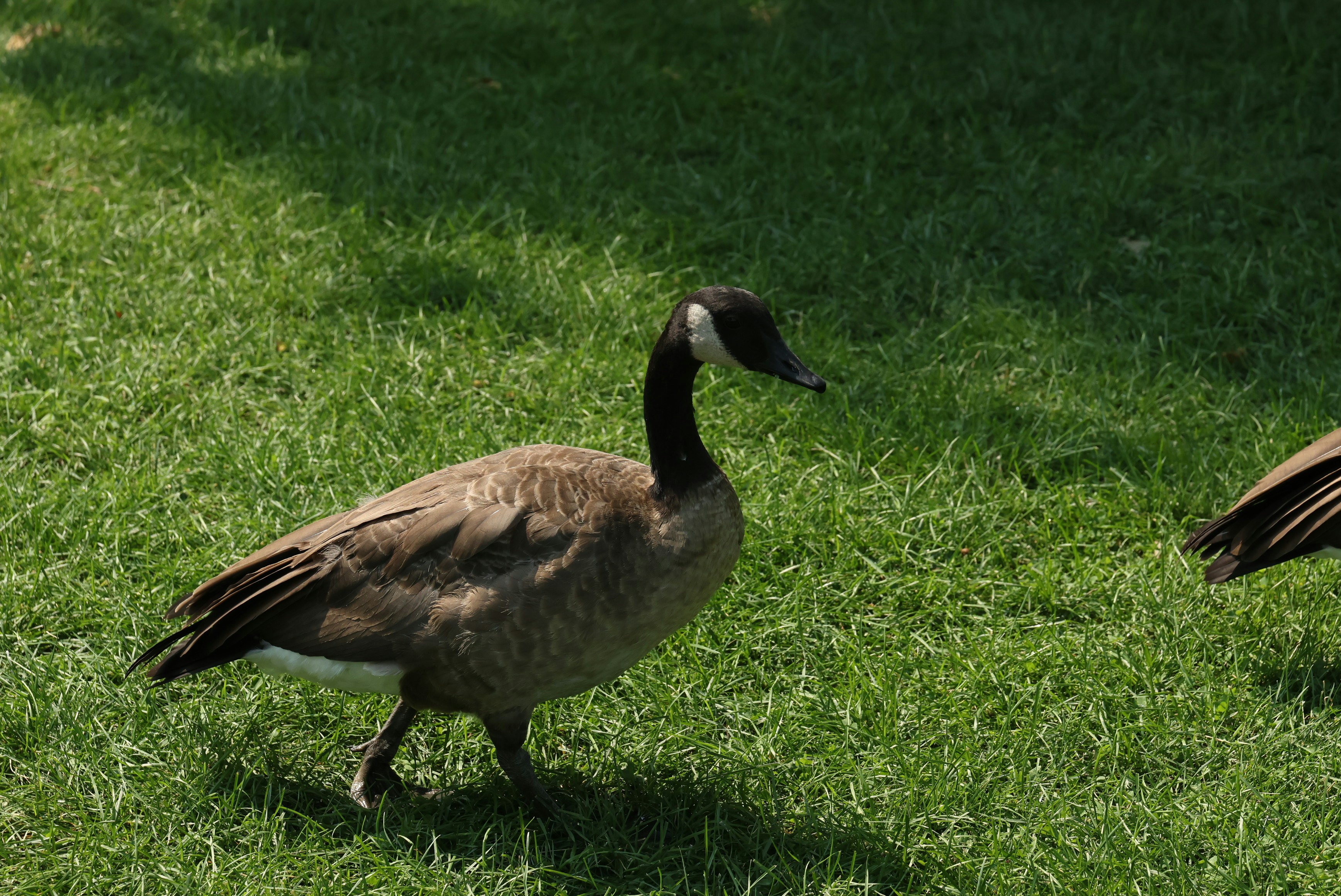 A lone Canada Goose Walks the Sunlit Lawn