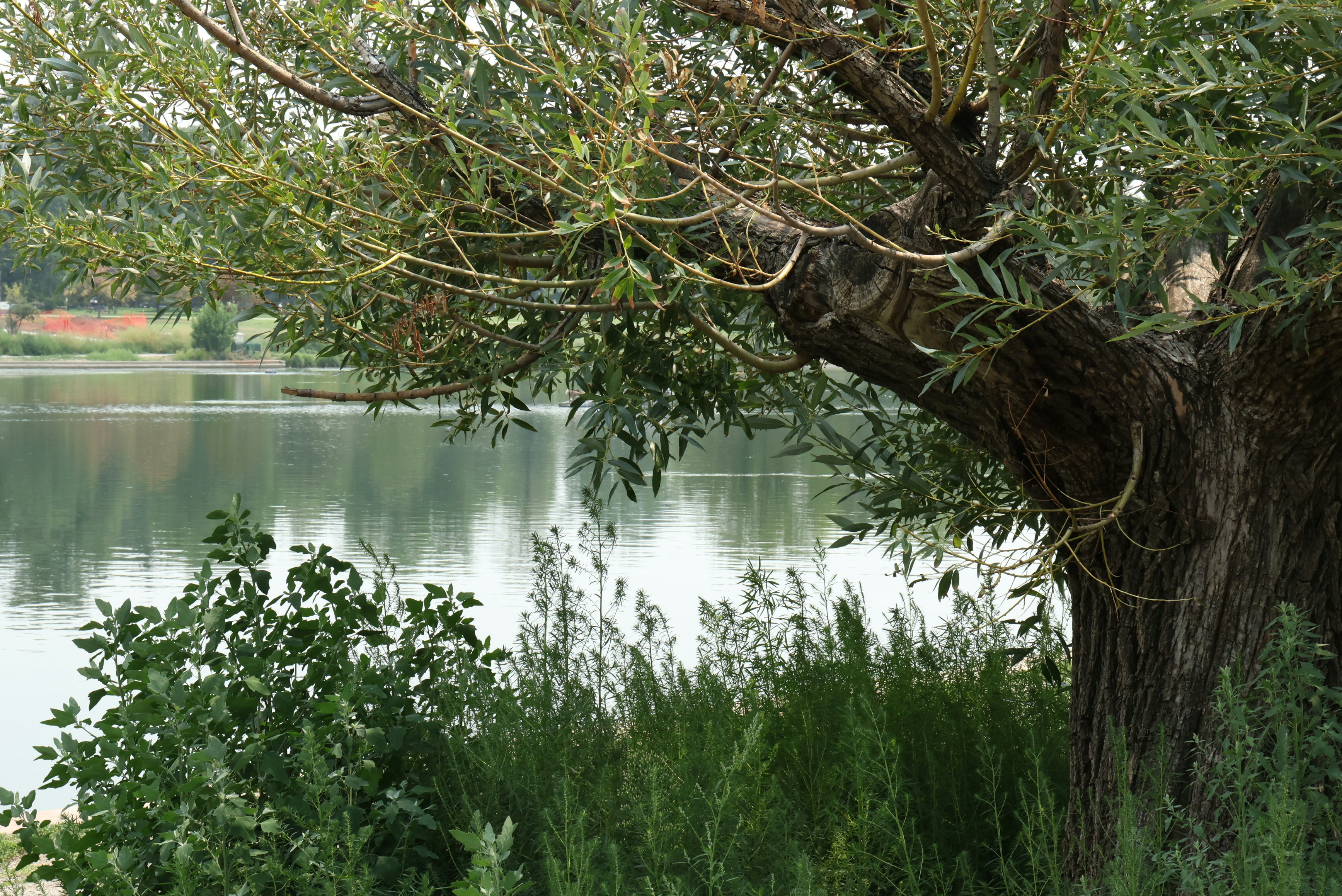Old Tree By the Quiet Lake