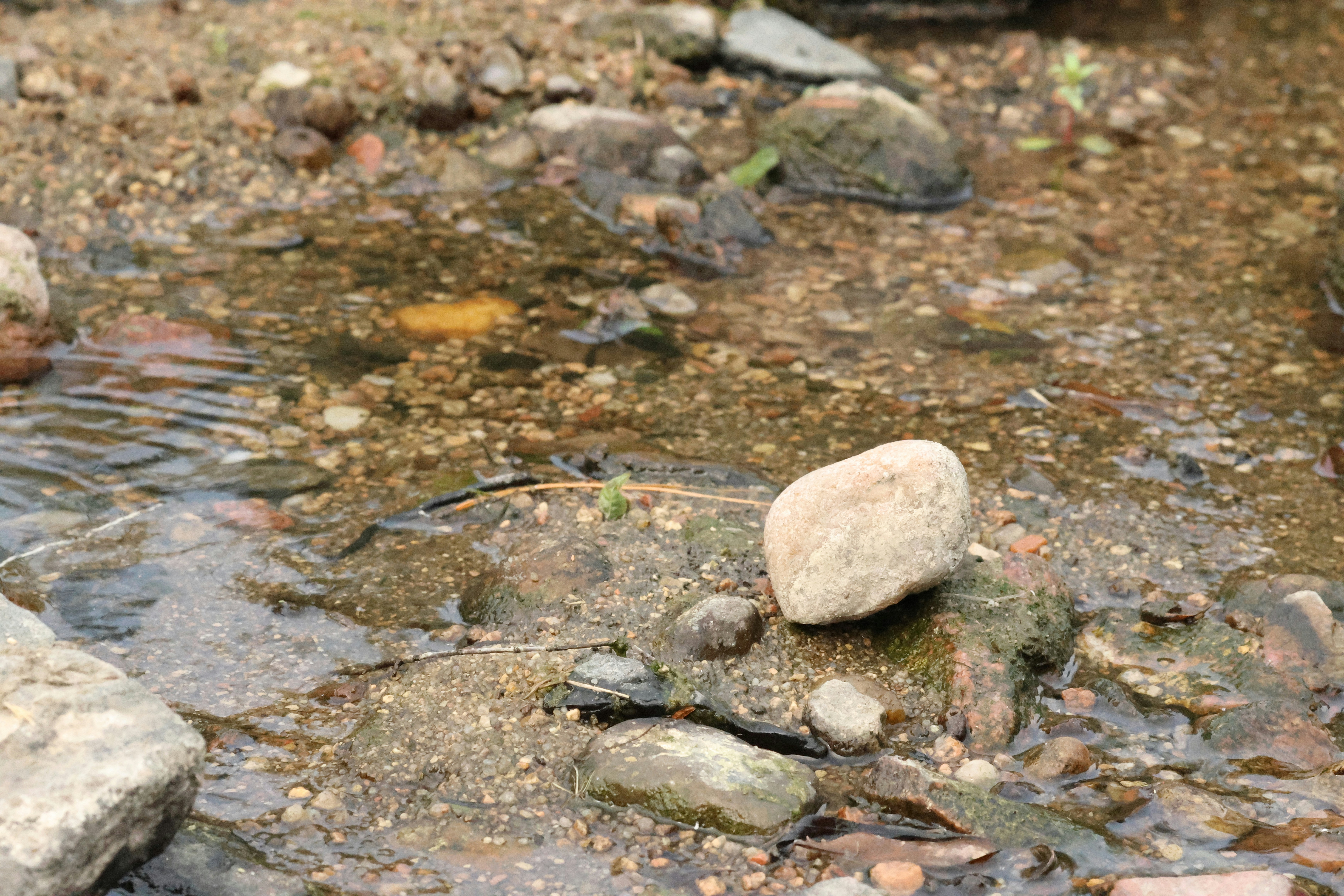 Pebble Riverbed: A Quiet Scatter of Stones and Water