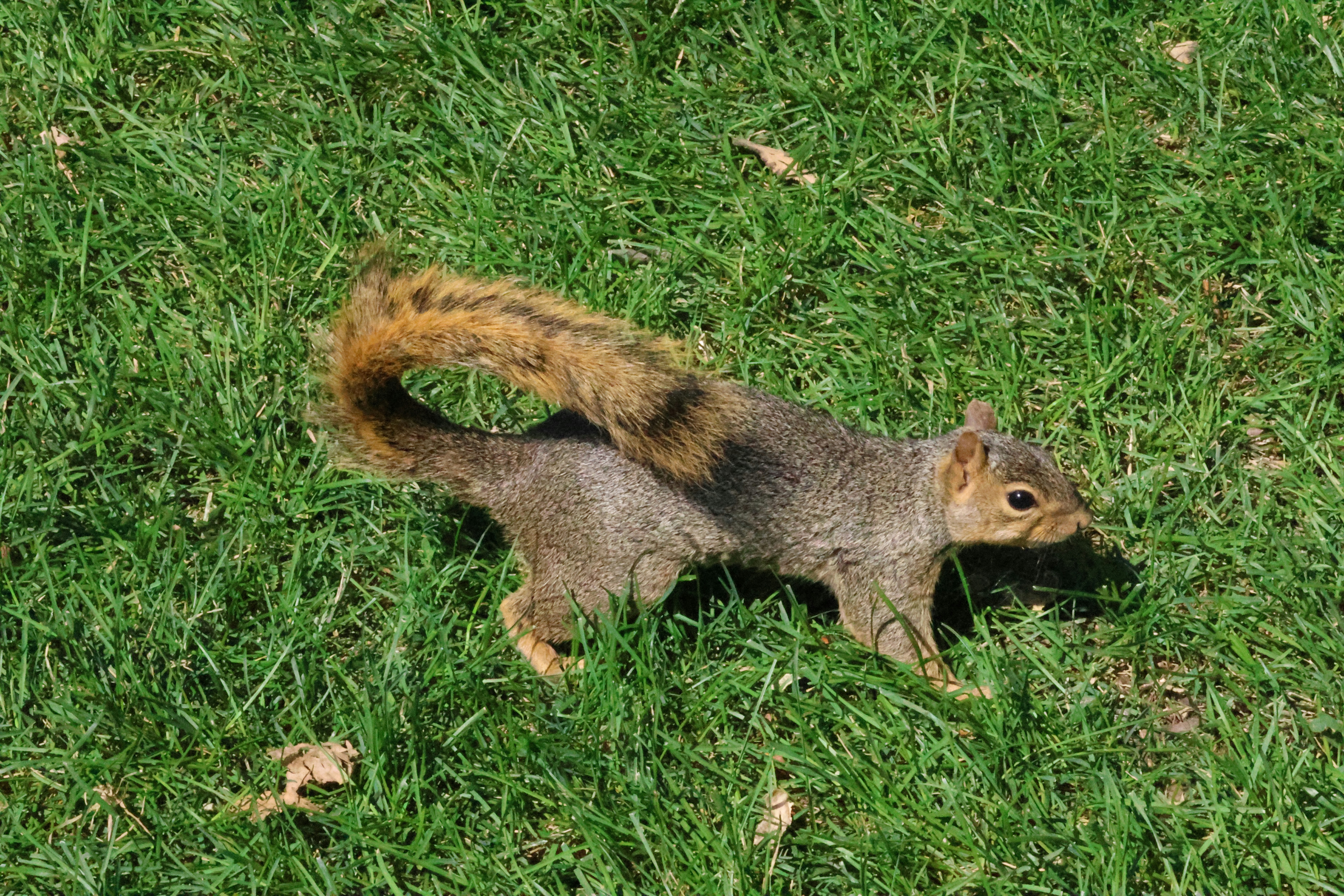 Energetic Squirrel in Sunlit City Grass