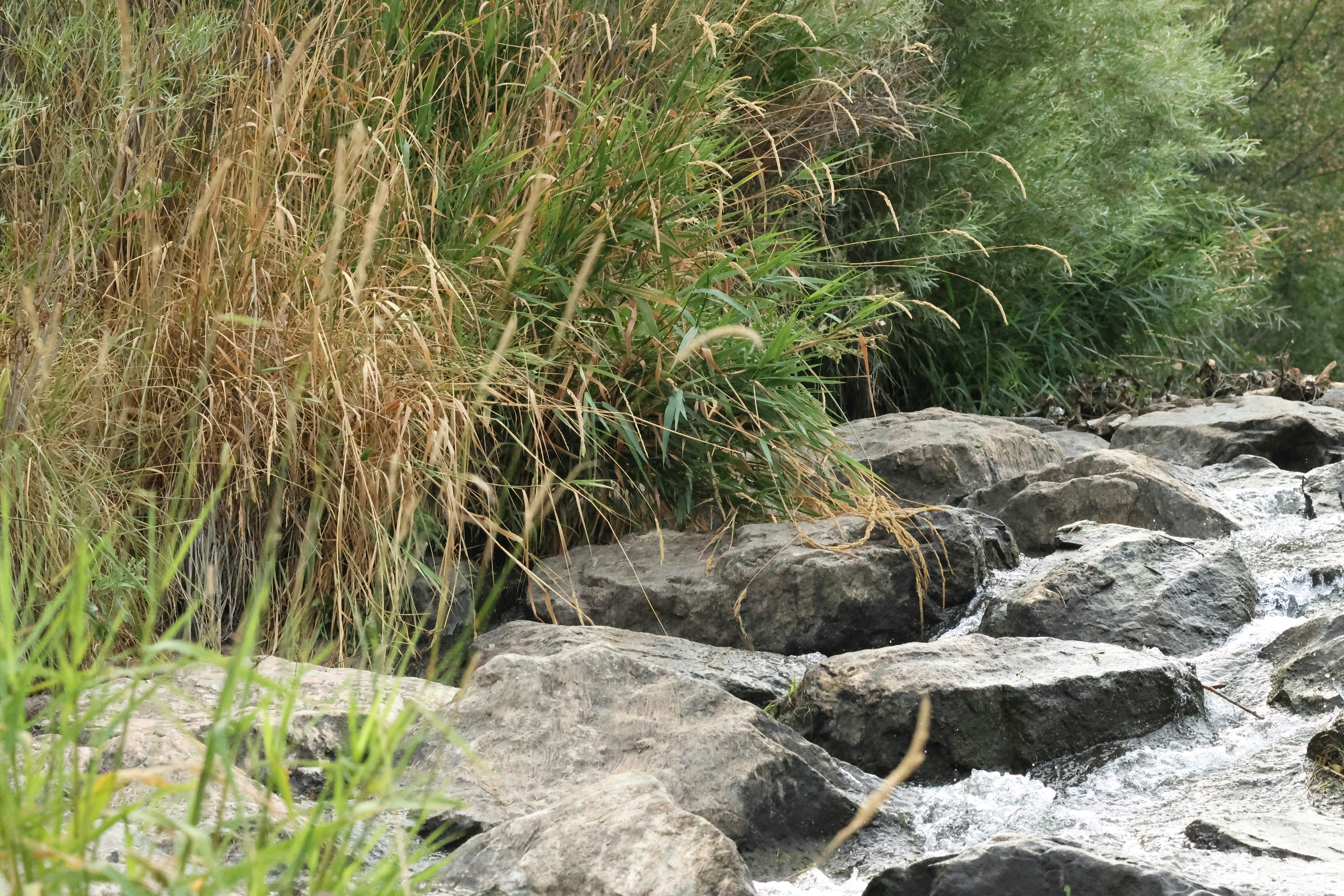 Rugged shoreline lined with grasses and rocks at the water’s edge