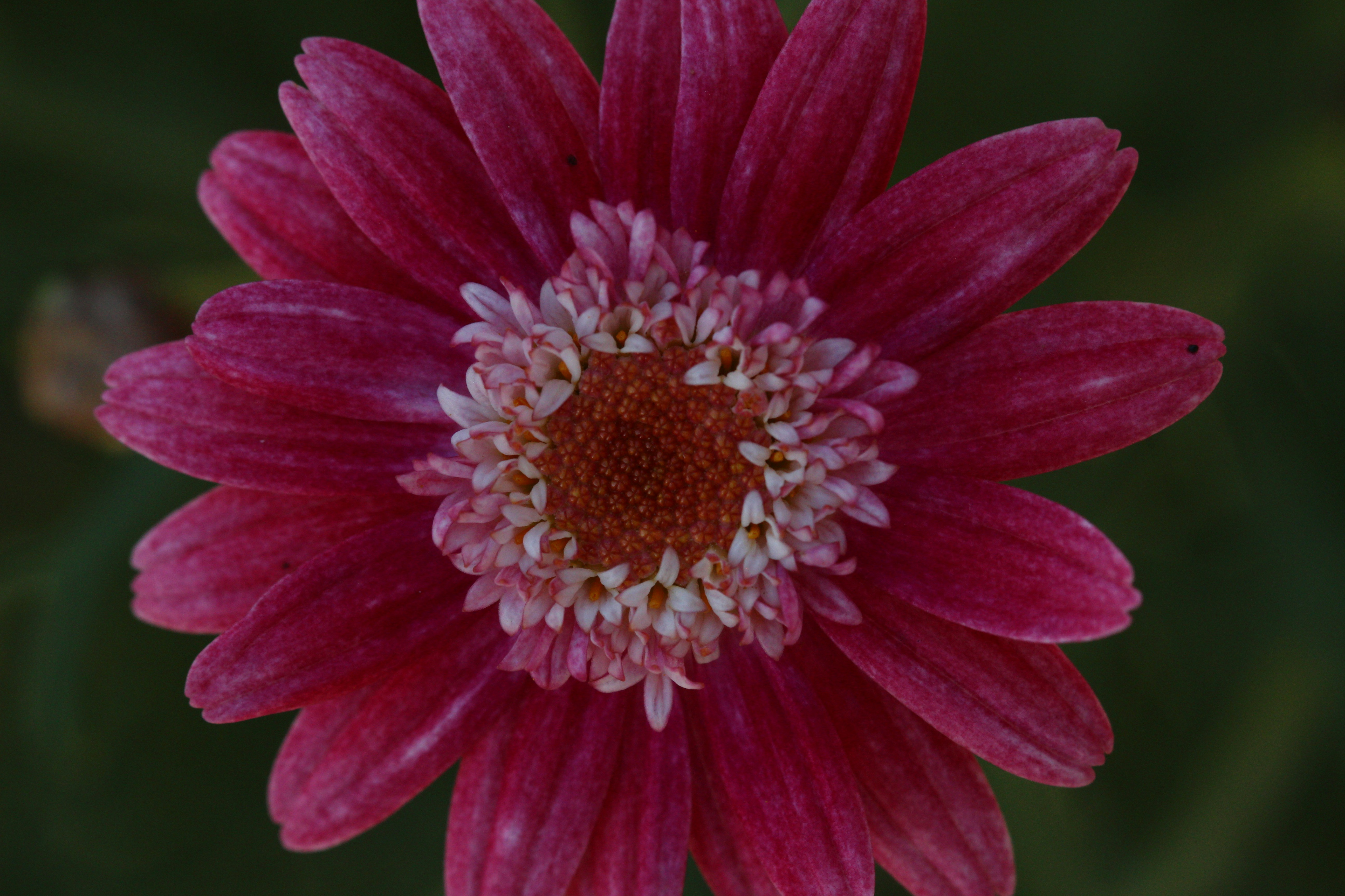 Crimson Petals: A Macro Bloom Centered in Velvet Detail
