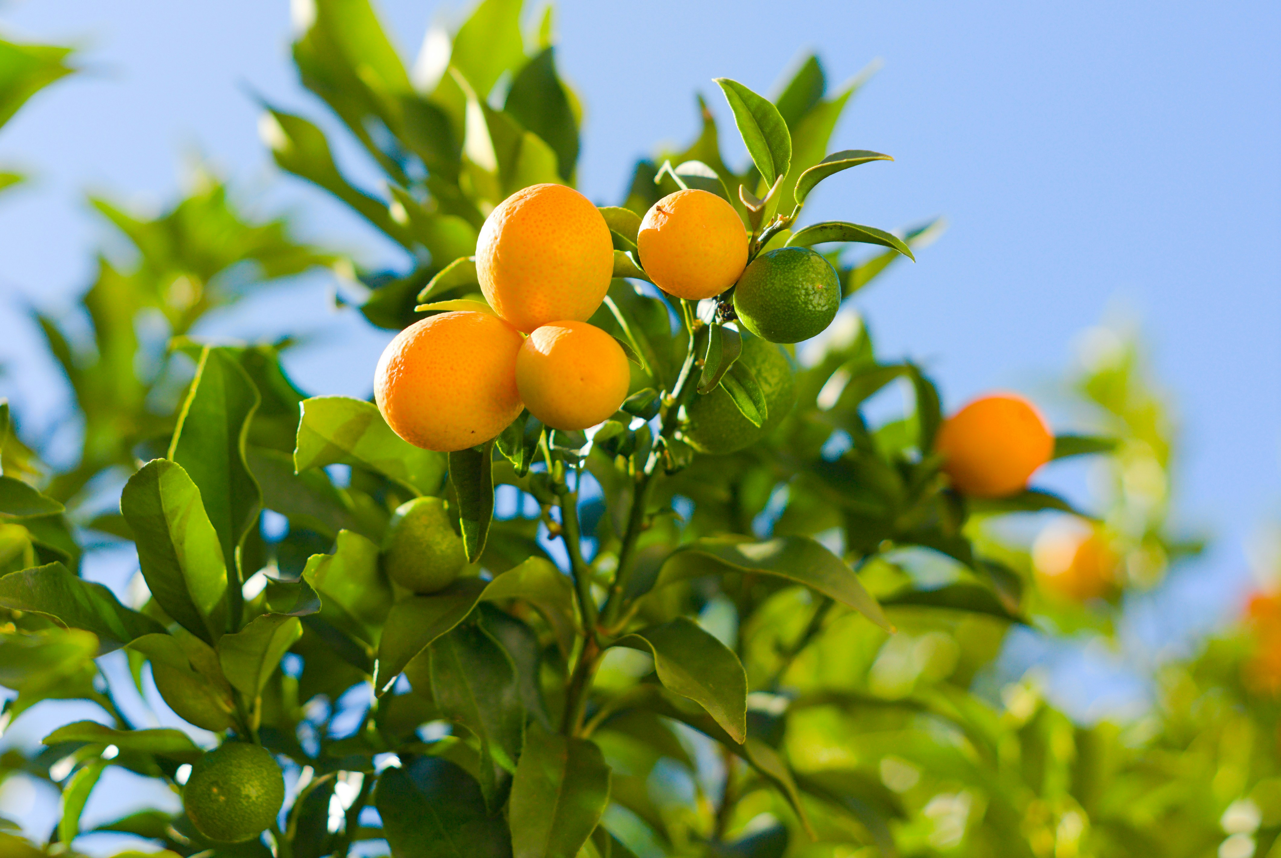 Sunlit Orange Bunch Amid Verdant Foliage