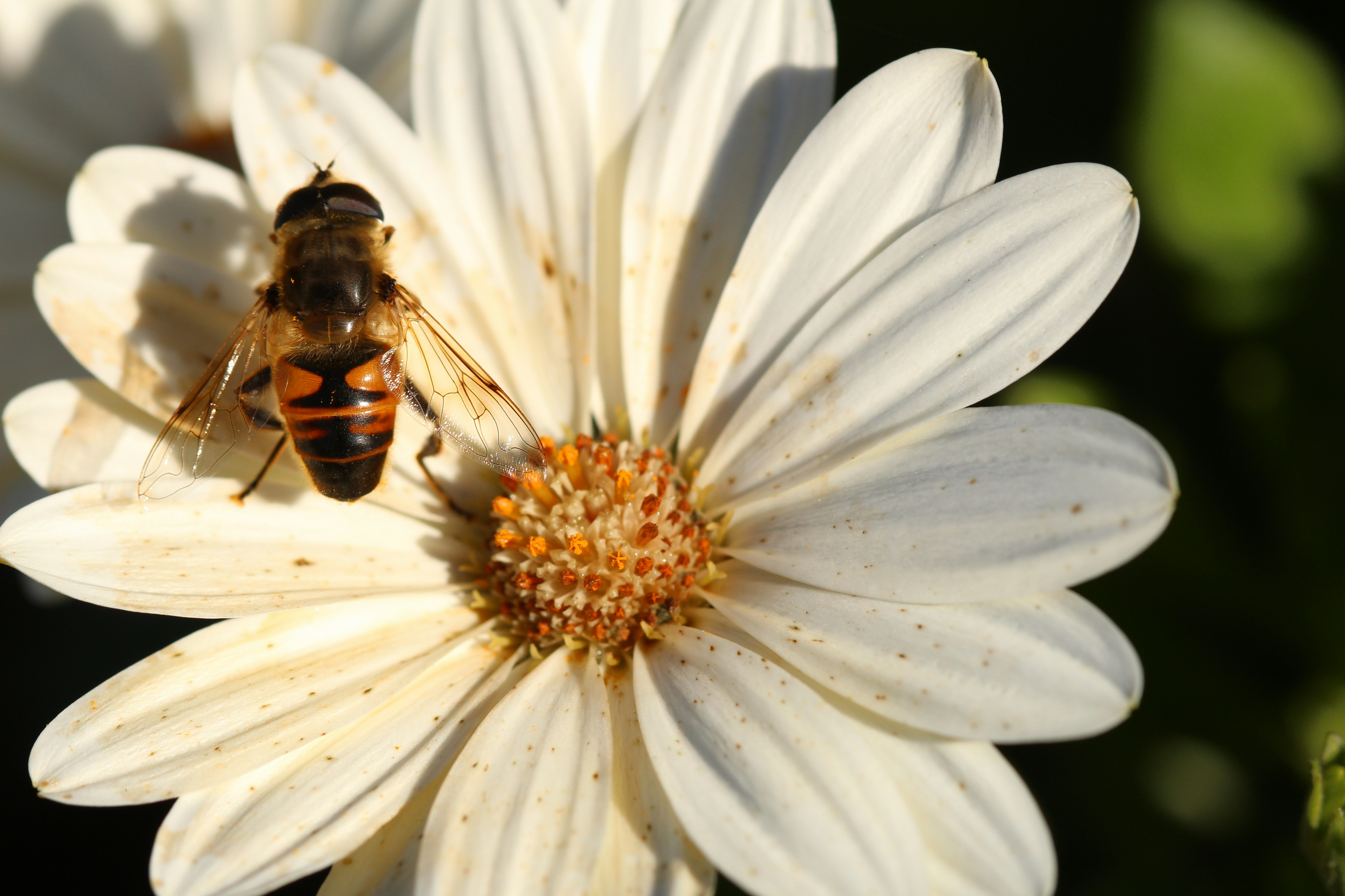 Macro shot of a bee perched on a white daisy with a dark background, highlighting the central bloom and the insect’s details.