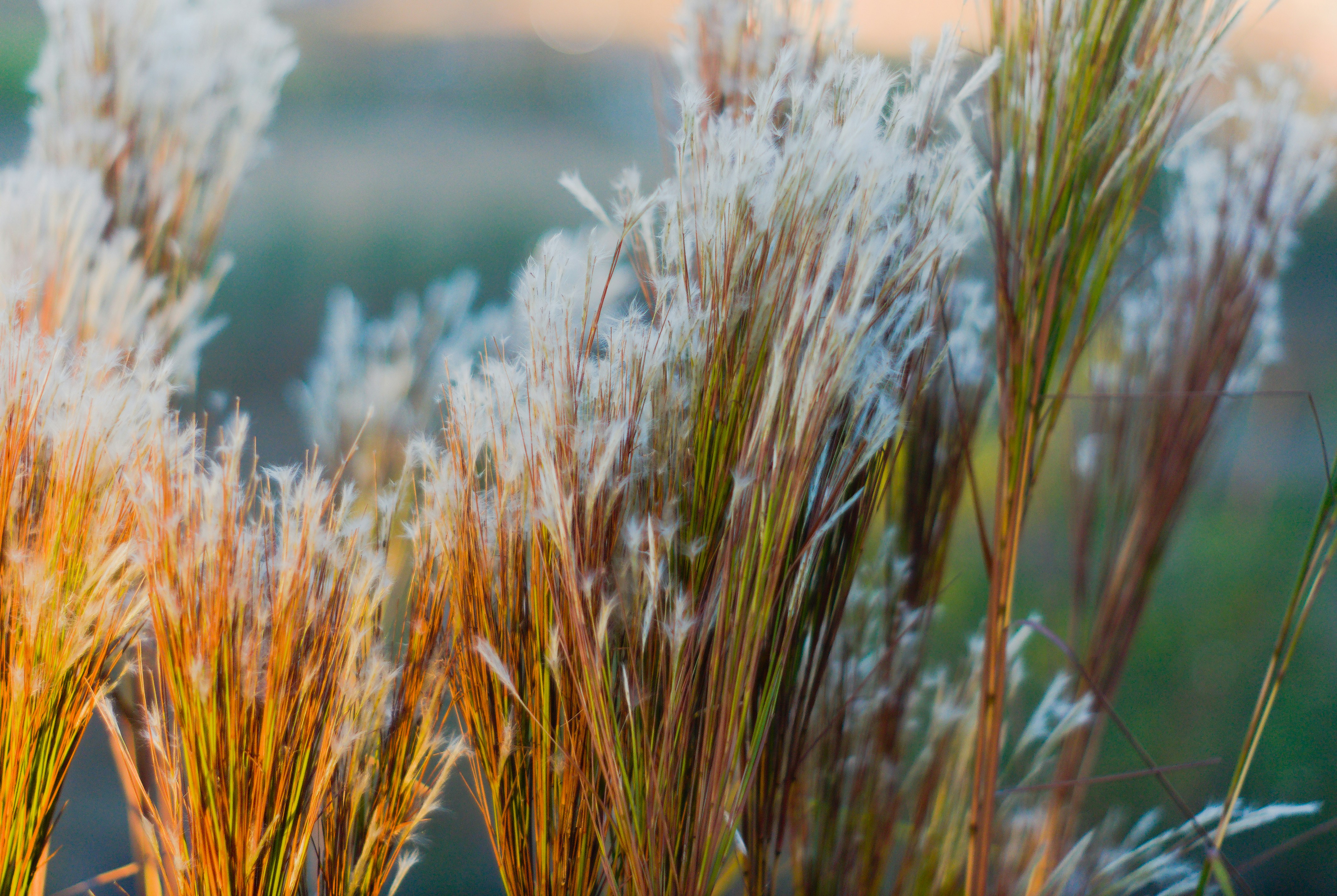 Amber Tufts in the Soft Morning Light
