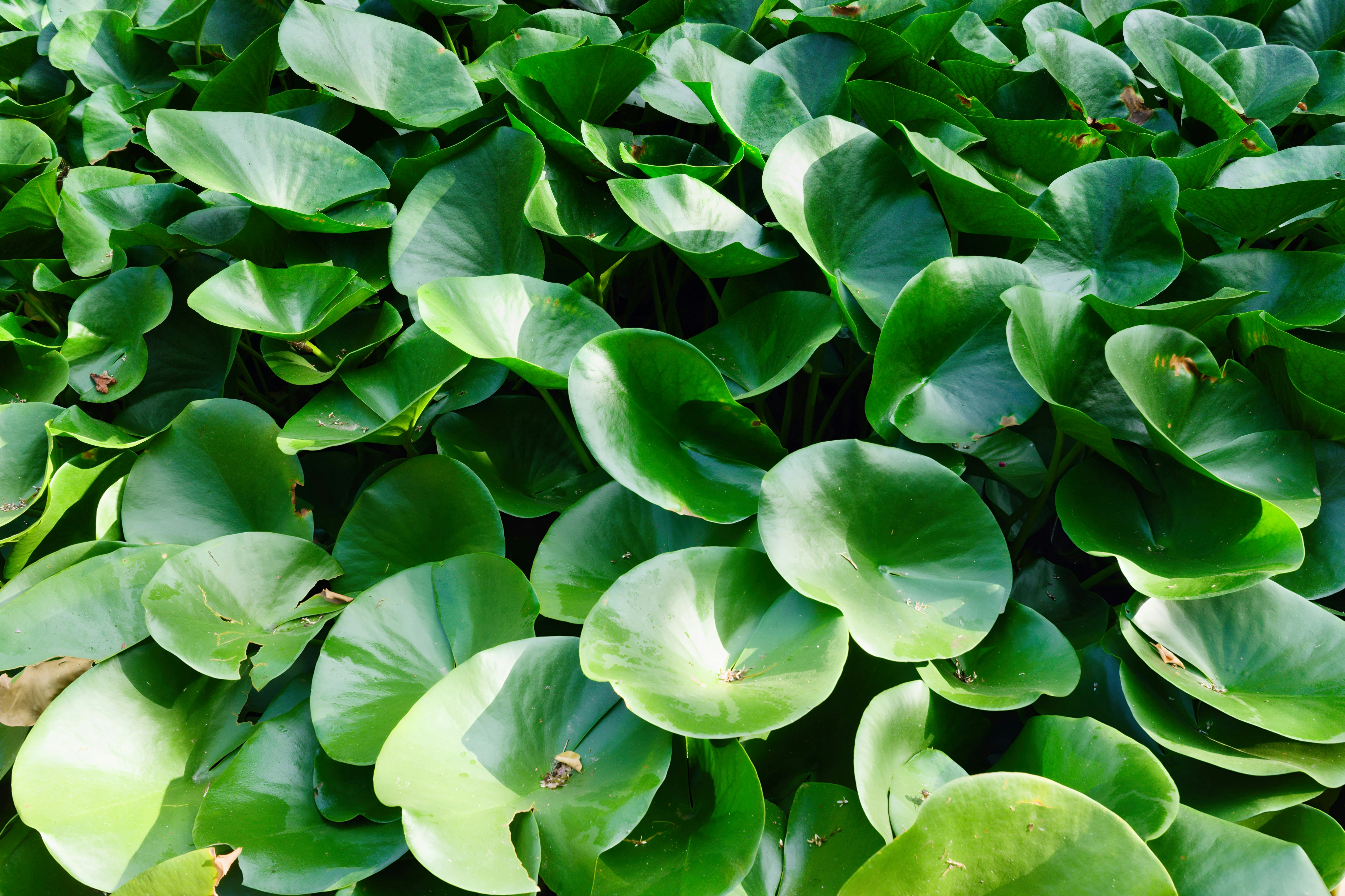 Emerald Canopy: A Sea of Circular Leaves
